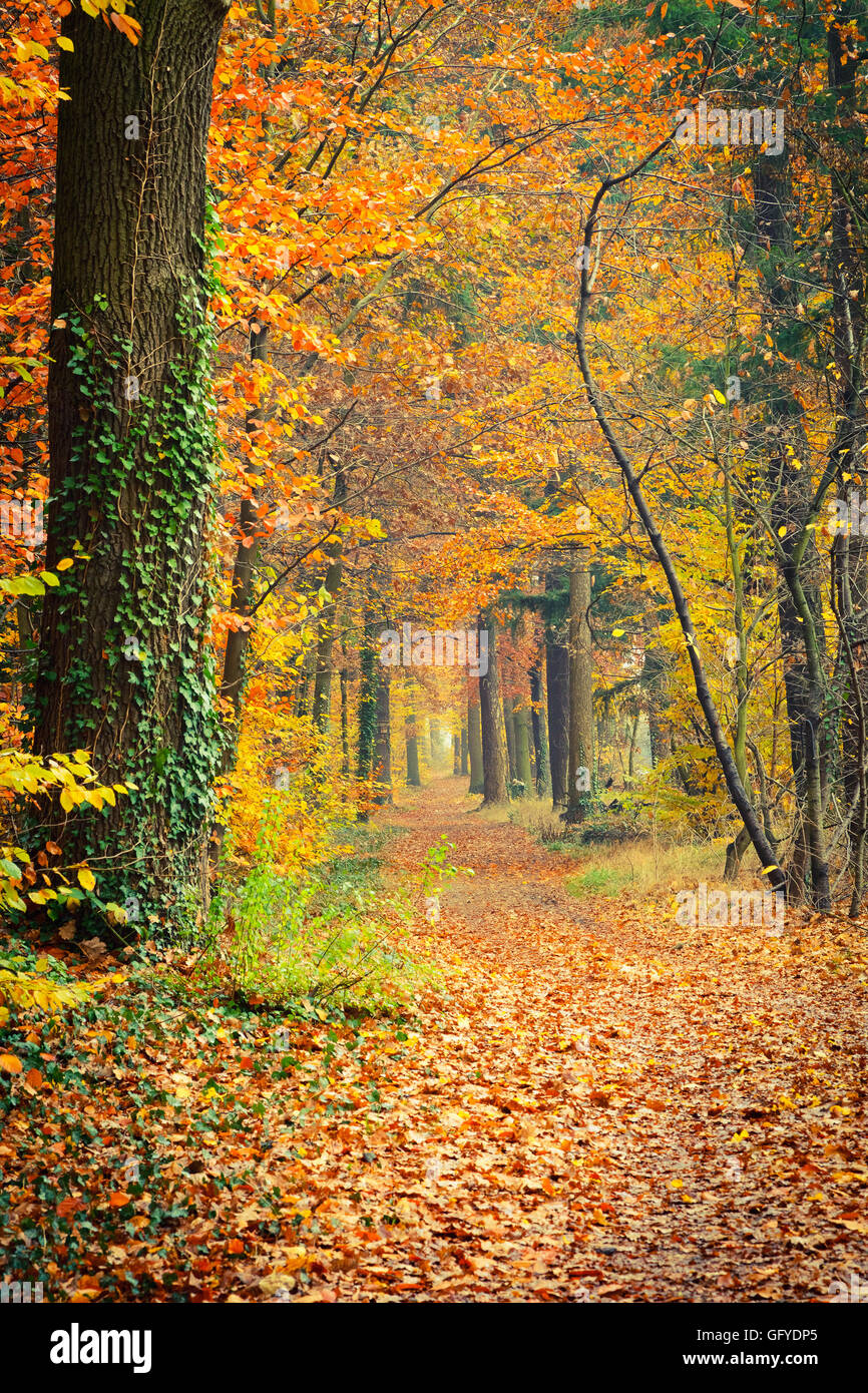 Pathway in the autumn forest Stock Photo - Alamy