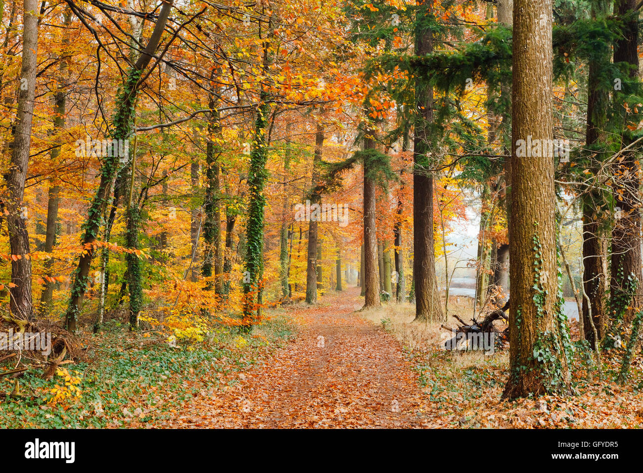 Pathway in the autumn forest Stock Photo - Alamy