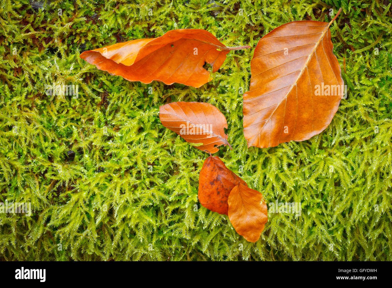 Colorful tree forest background hi-res stock photography and images - Alamy