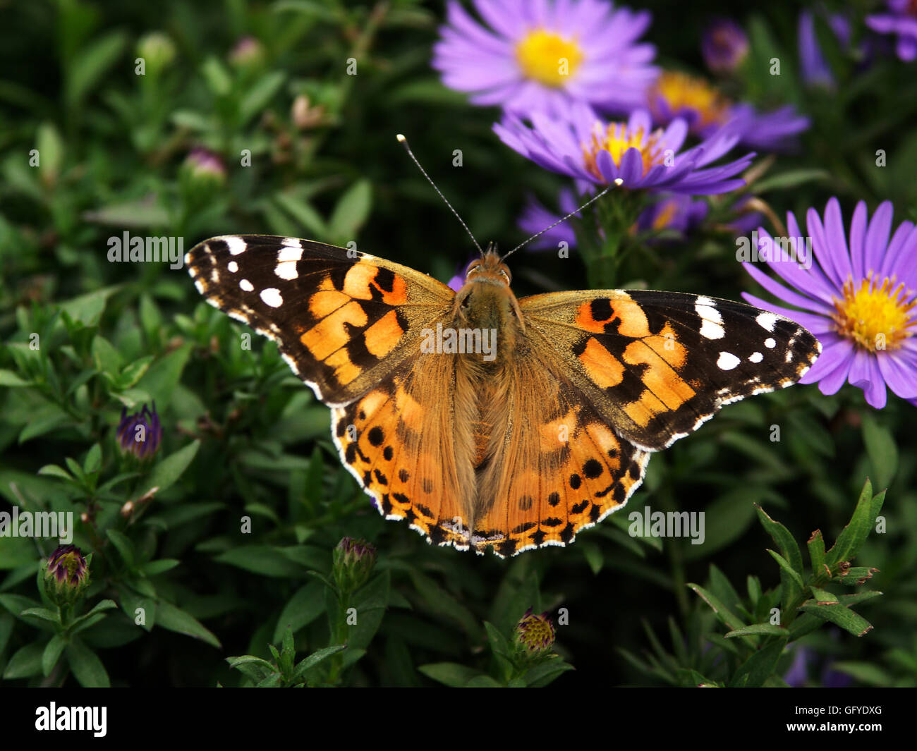 Common Tiger Butterfly (Danaus chrysippus) in the Chinese Ethnic ...