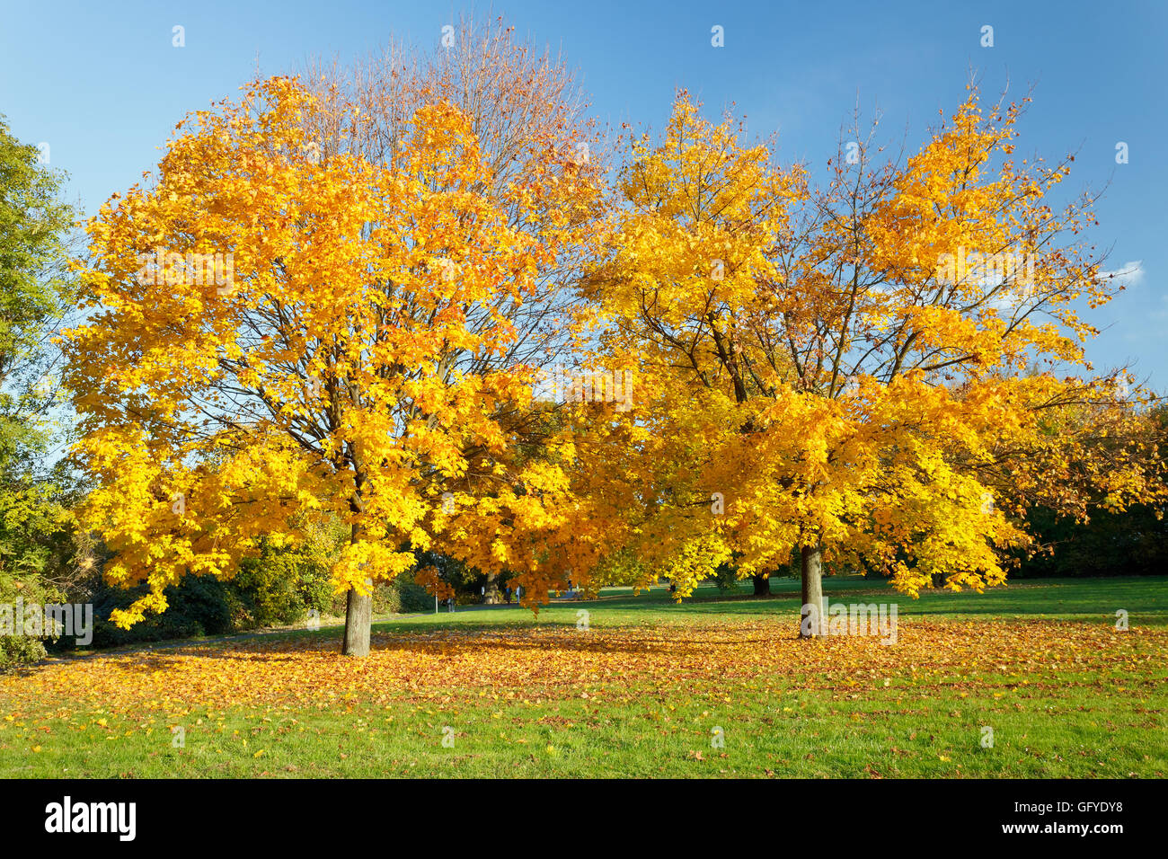 Sunny autumn foliage Stock Photo - Alamy