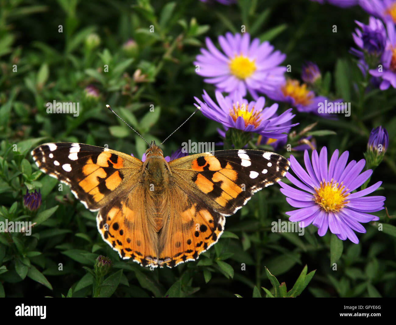 Common Tiger Butterfly (Danaus chrysippus) in the Chinese Ethnic ...