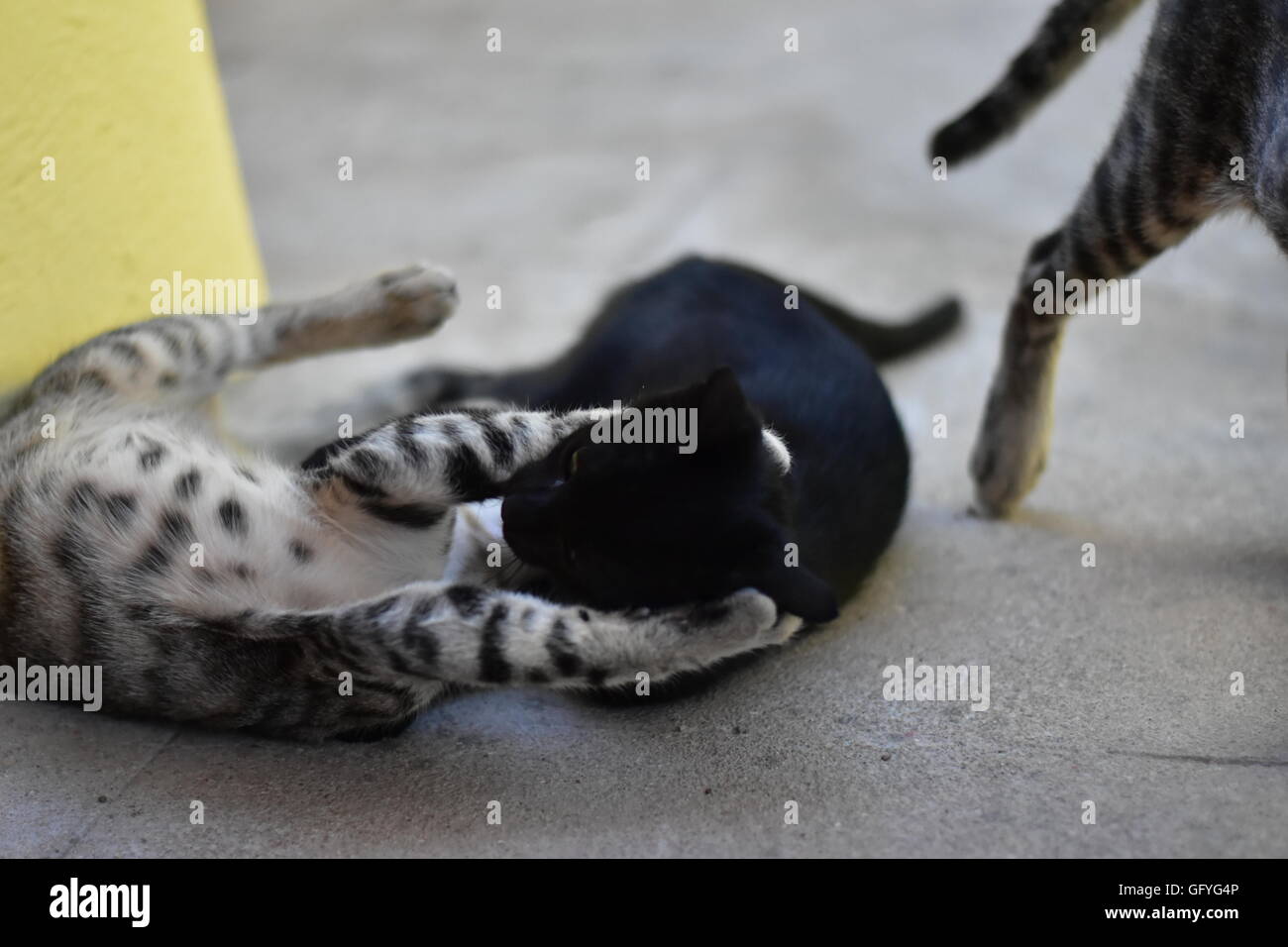 Cute kittens playing around Stock Photo - Alamy