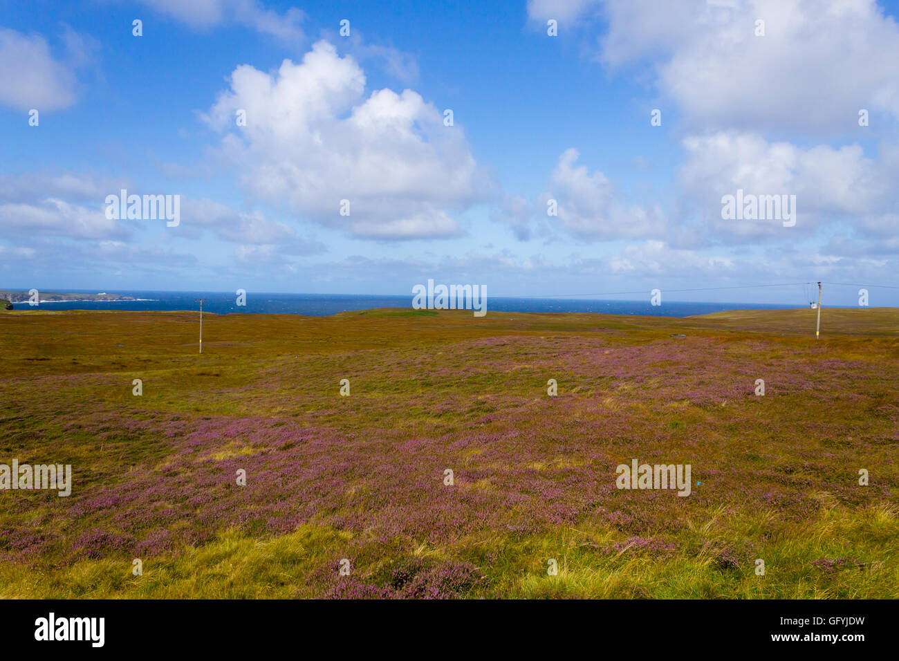 Rural scottish panorama. Erica arborea meadows. Travel destinations ...