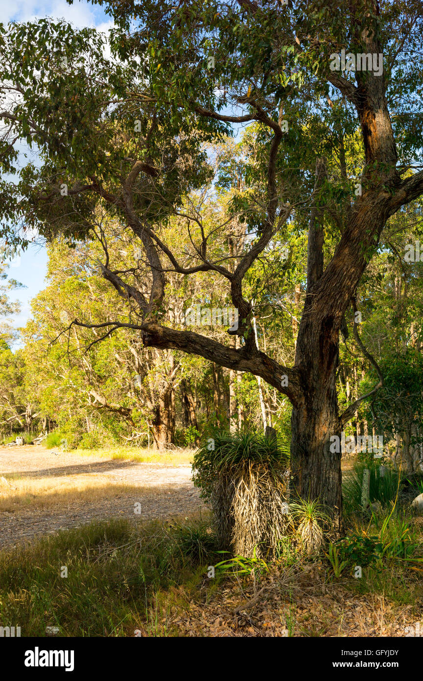 Mixed trees hi-res stock photography and images - Alamy