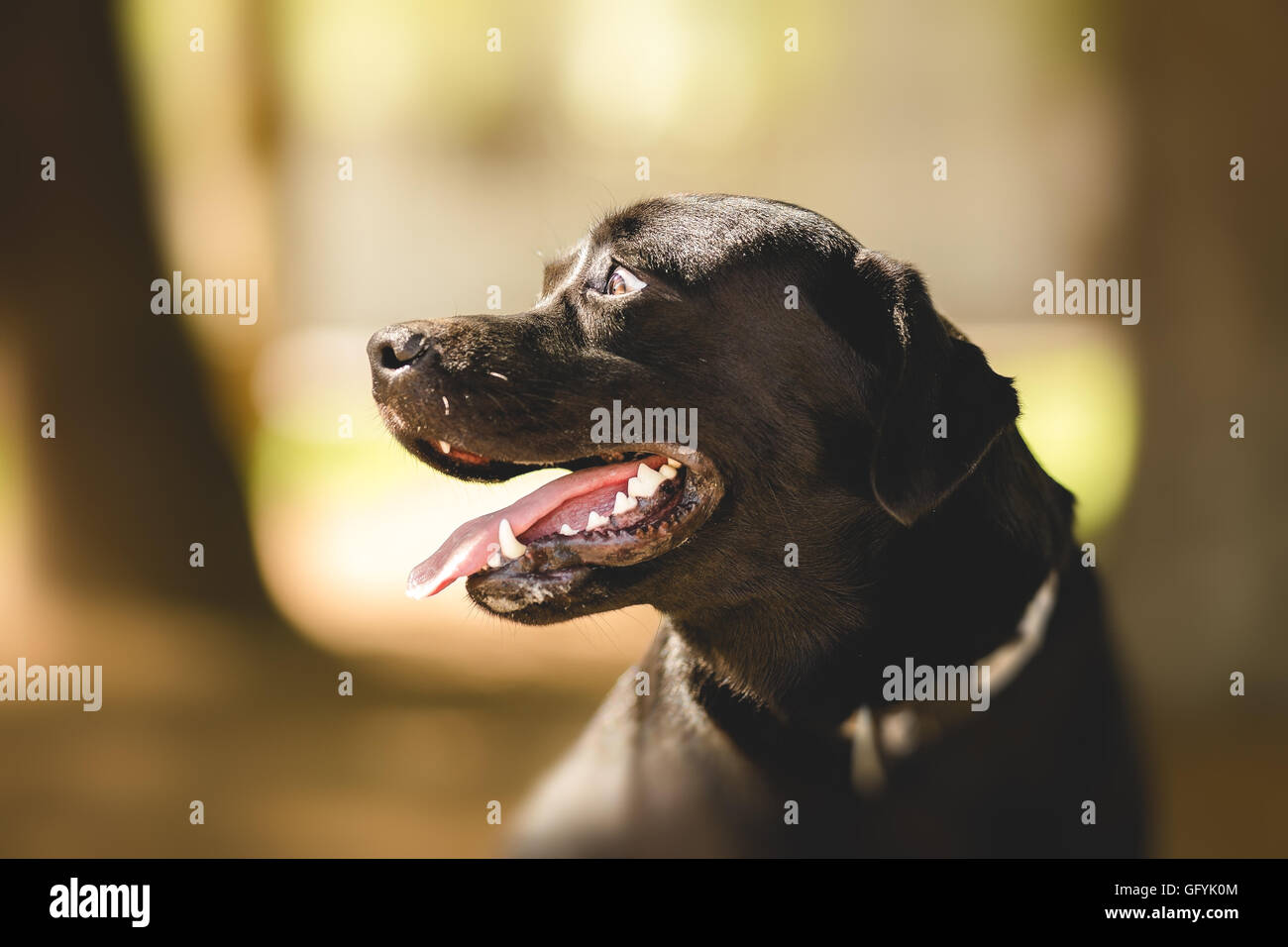 Portrait of black Labrador retriever dog Stock Photo - Alamy