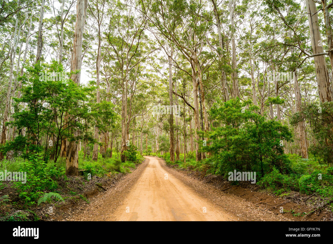 Mixed trees hi-res stock photography and images - Alamy