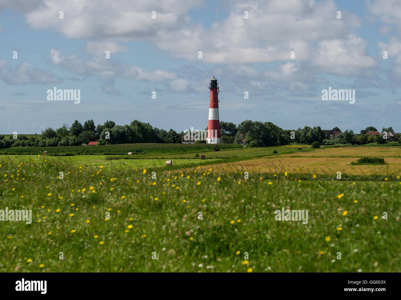 Pellworm, Germany. 01st Aug, 2016. A green field on Pellworm island in ...