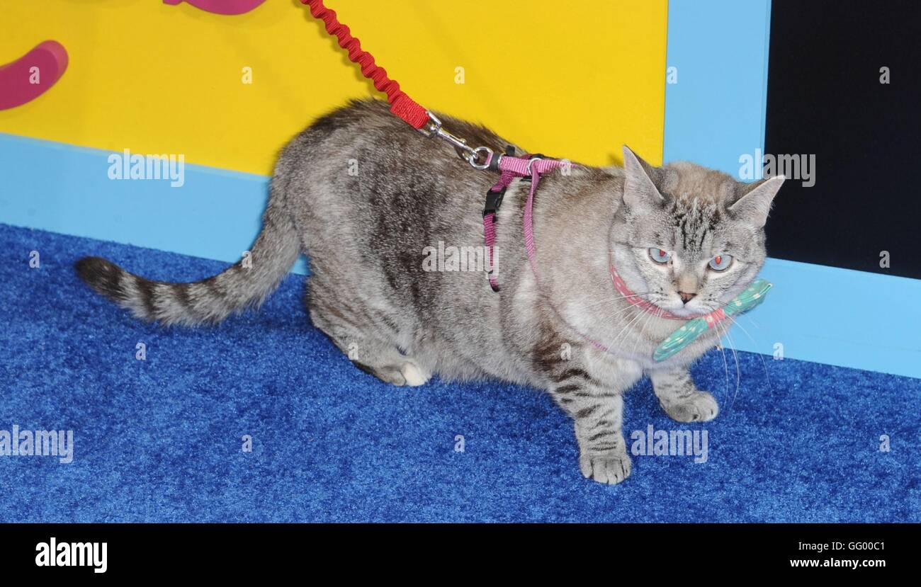 New York, NY, USA. 1st Aug, 2016. Nala Cat at arrivals for NINE LIVES ...