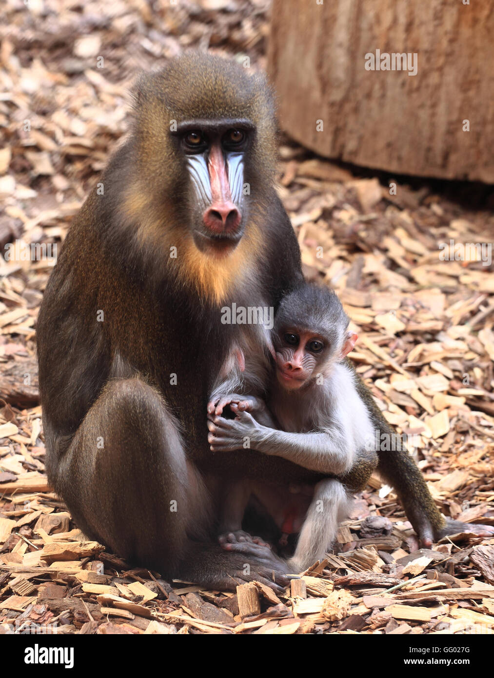 Mandrills in the new mandrill house in the Magdeburg zoo in Magdeburg ...
