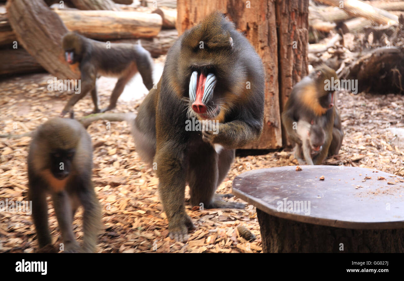 Mandrills are looking for food in the new mandrill house in the ...