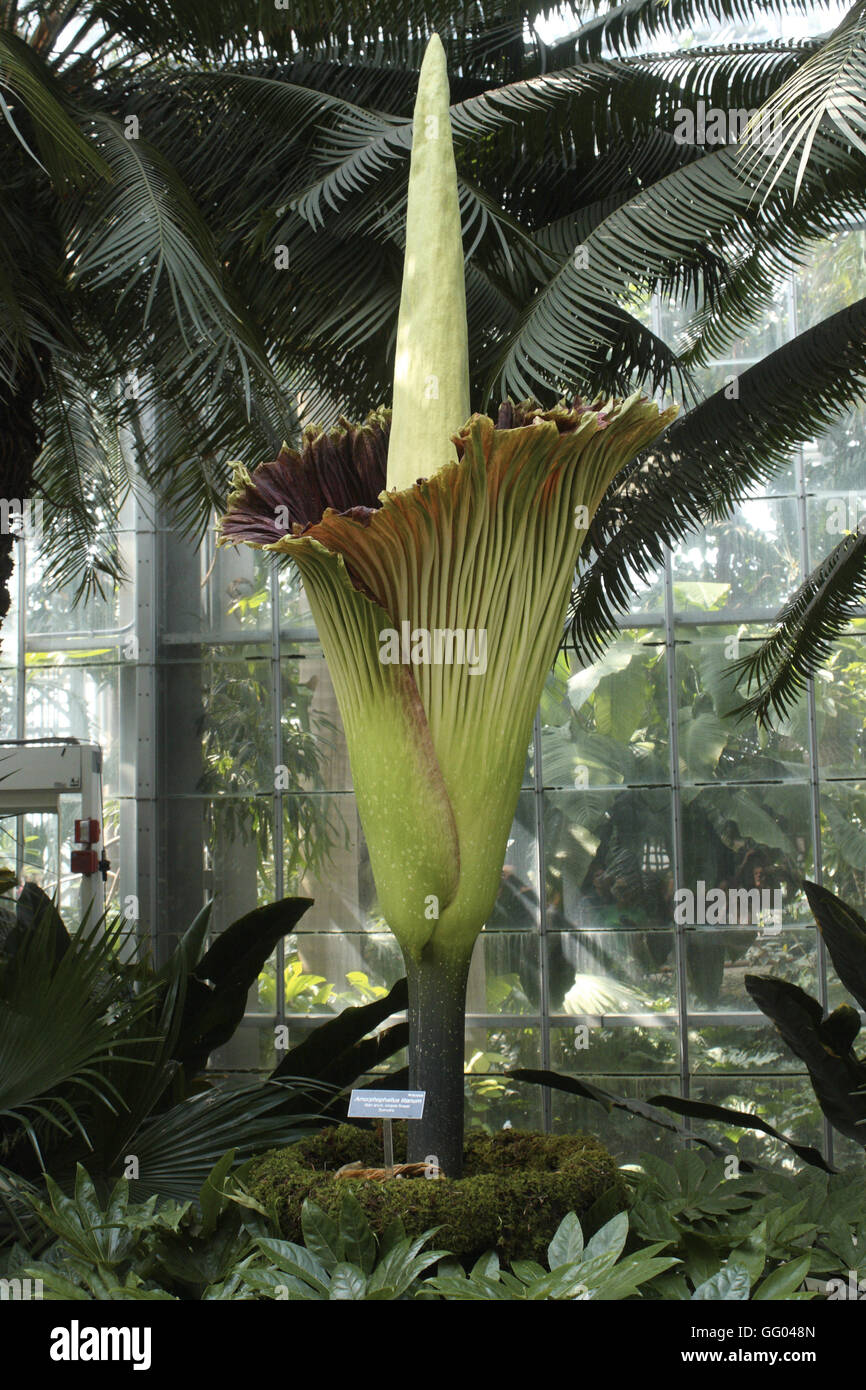 Washington, DC, USA. 2nd Aug, 2016. A titan arum (also known as ...