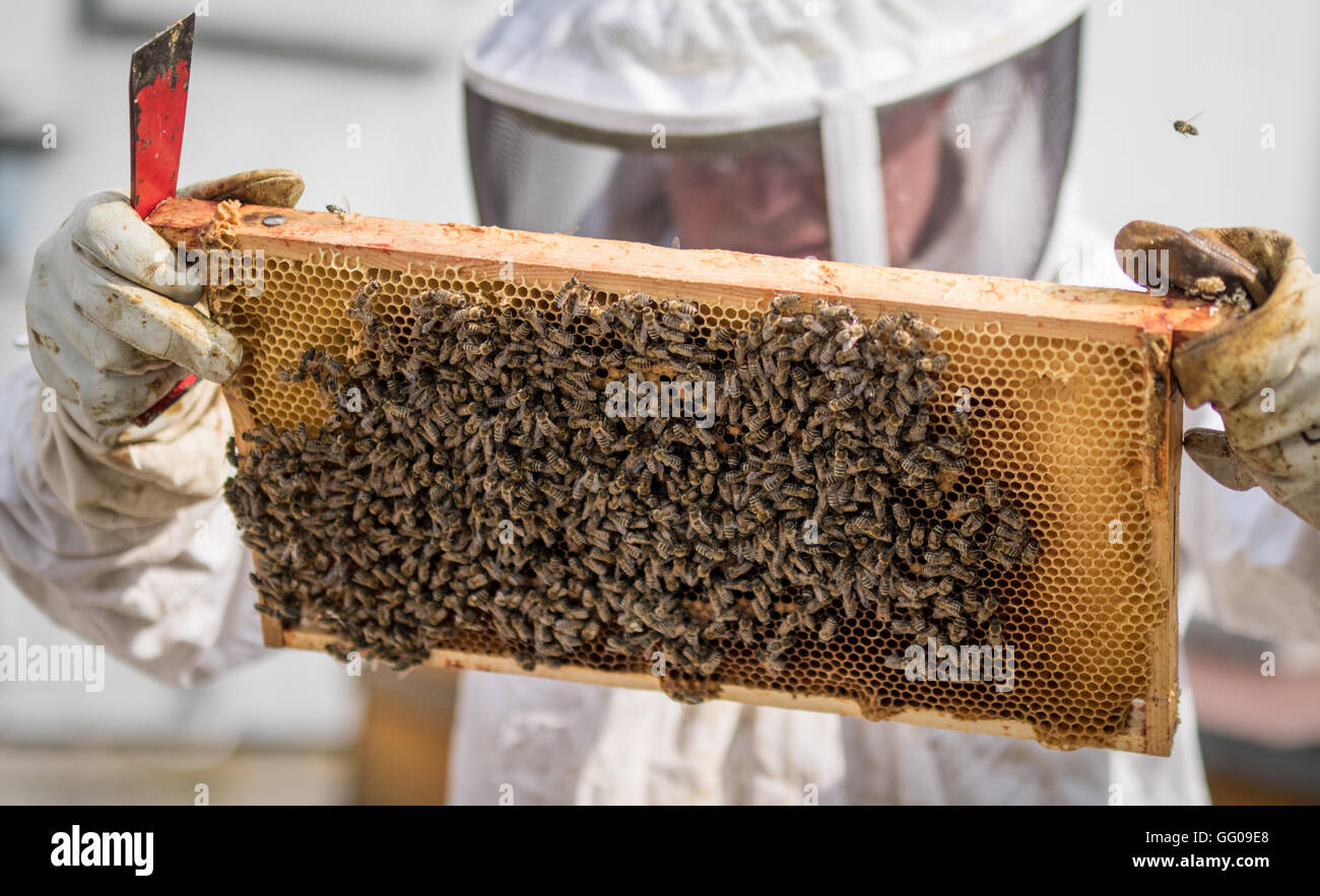 City beekeper Florian Haas looks at a comb covered in honeybees high ...