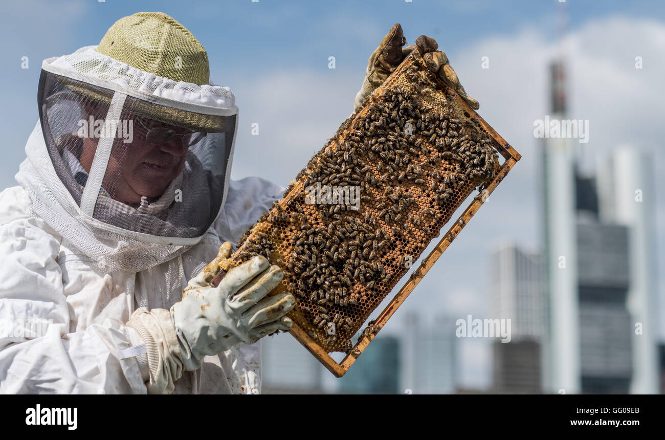 City beekeper Florian Haas looks at a comb covered in honeybees high ...