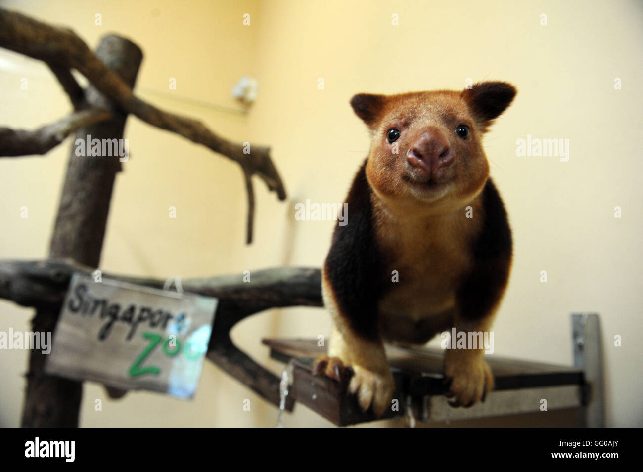 Singapore. 3rd August, 2016. 22-month-old male Goodfellow's tree ...