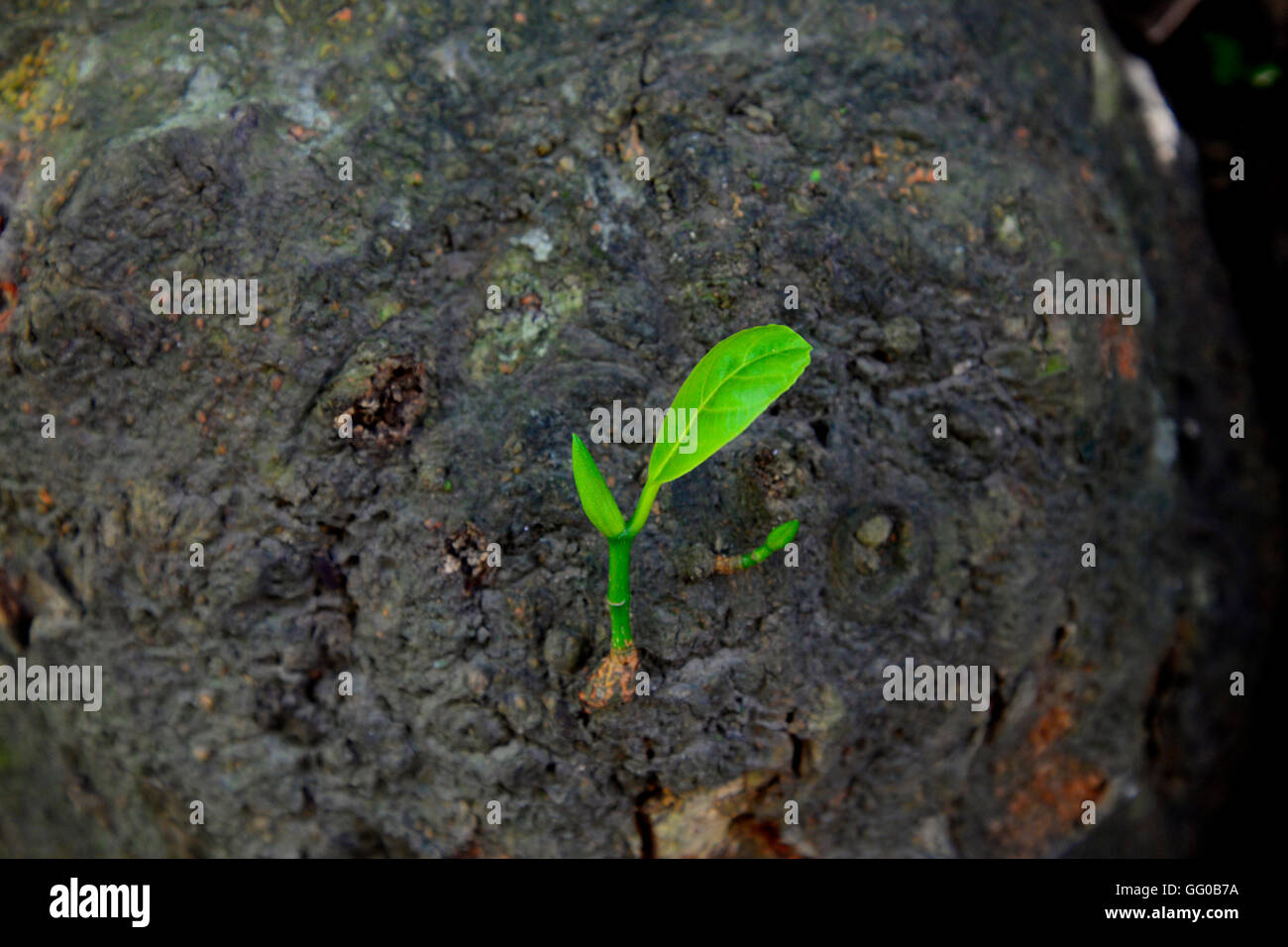 Dhaka, Bangladesh. 03rd Aug, 2016. A branch of tree at Sohrawardi Uddan ...