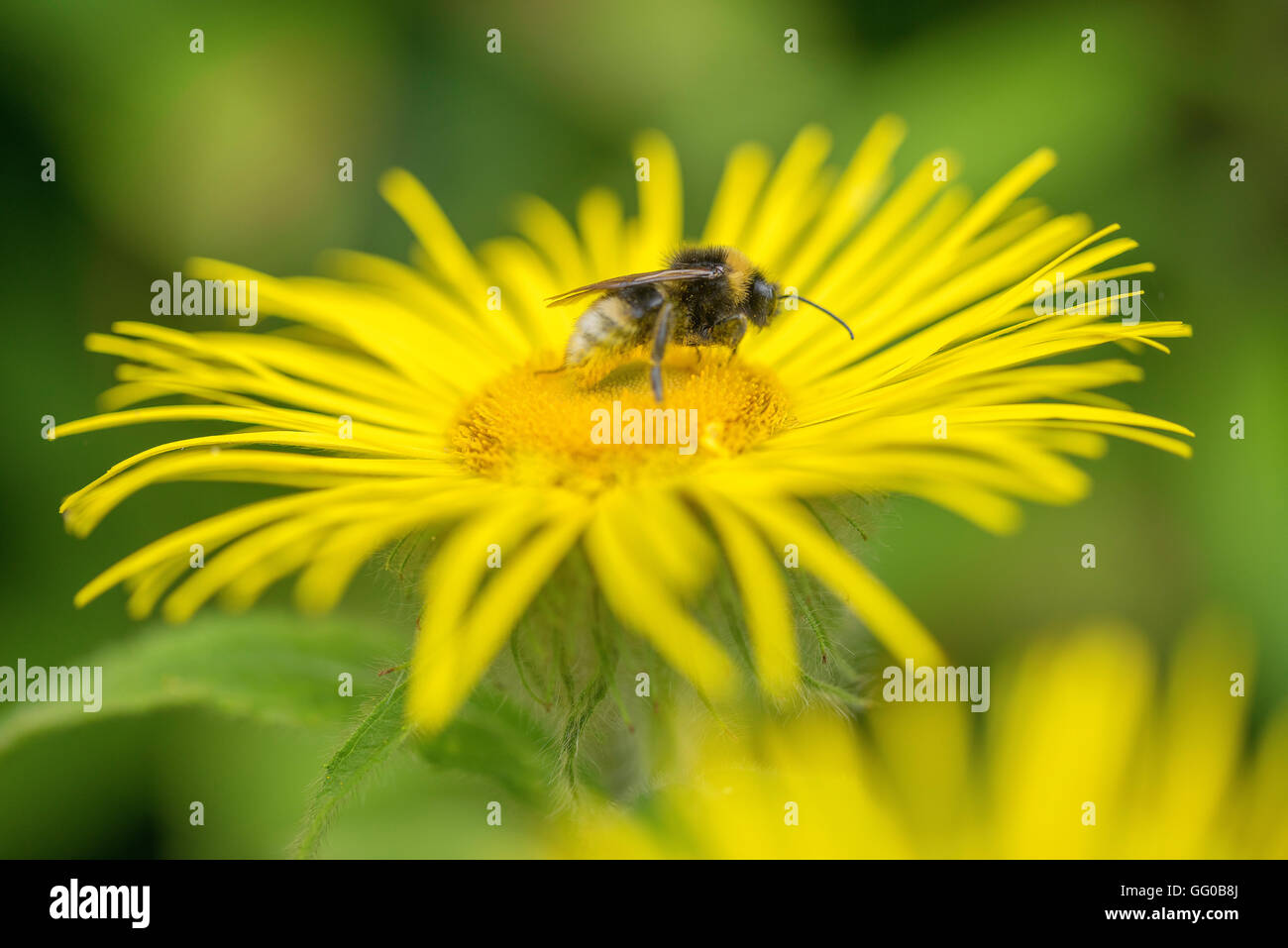 Stillingfleet hi-res stock photography and images - Alamy