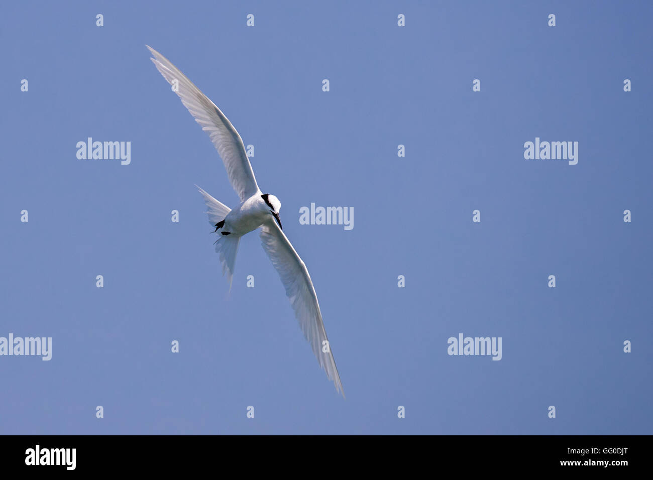 Bird in flight - Roseate Tern Stock Photo - Alamy