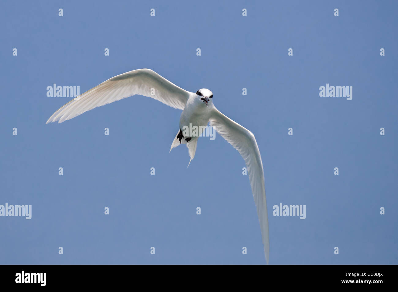 Bird in flight - Roseate Tern Stock Photo - Alamy
