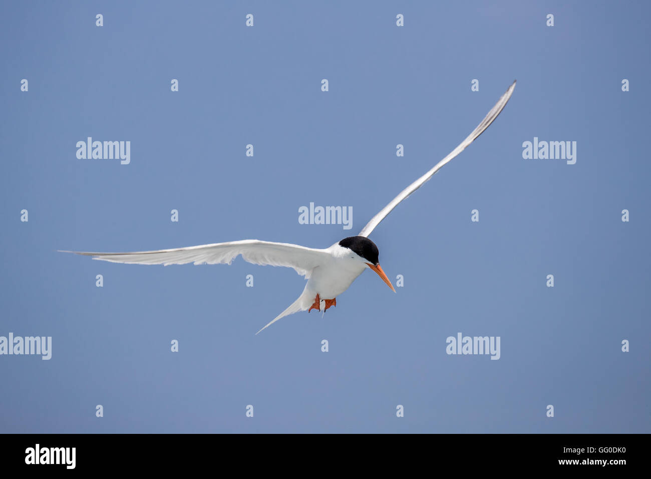 Bird in flight - Roseate Tern Stock Photo - Alamy