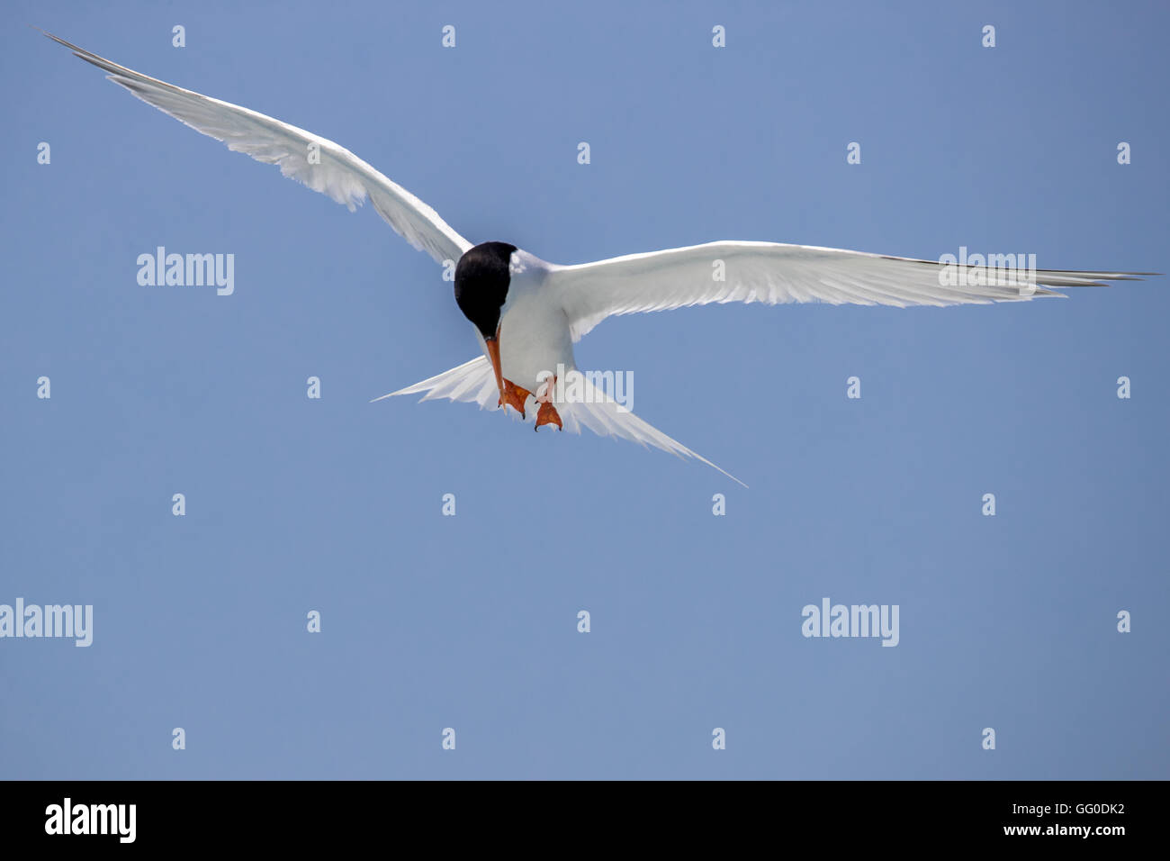 Bird in flight - Roseate Tern Stock Photo - Alamy