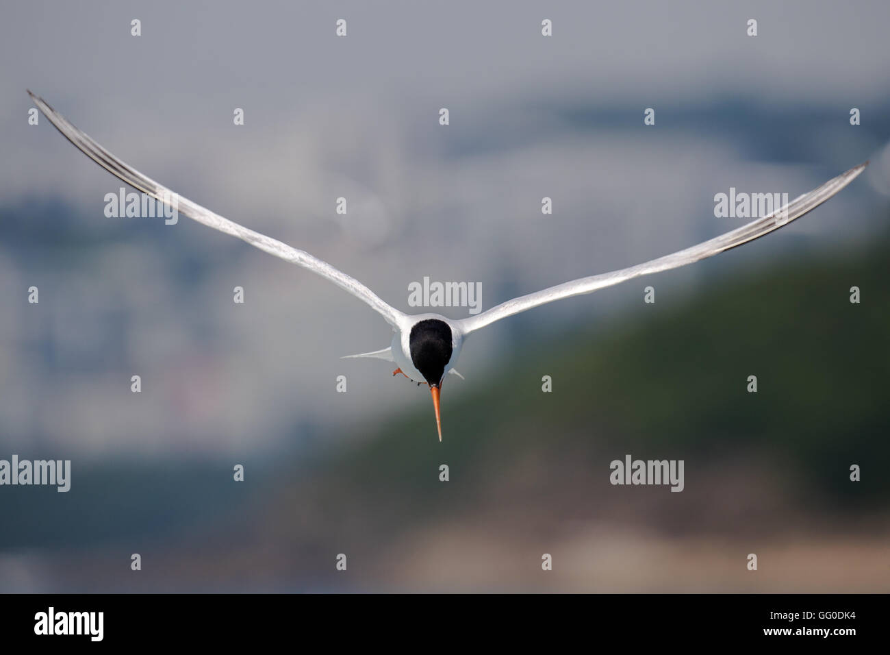 Bird in flight - Roseate Tern Stock Photo - Alamy