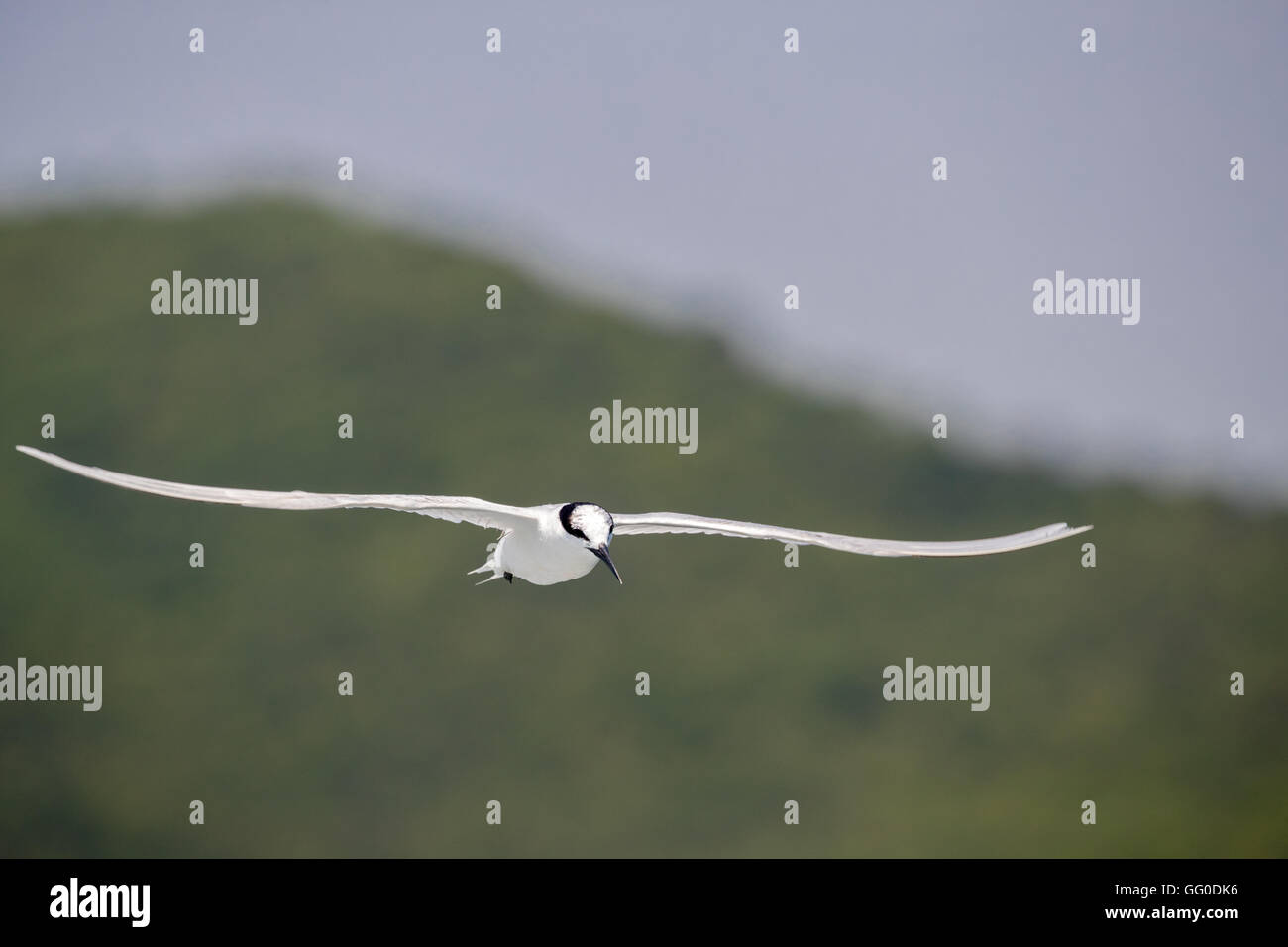 Bird in flight - Roseate Tern Stock Photo - Alamy