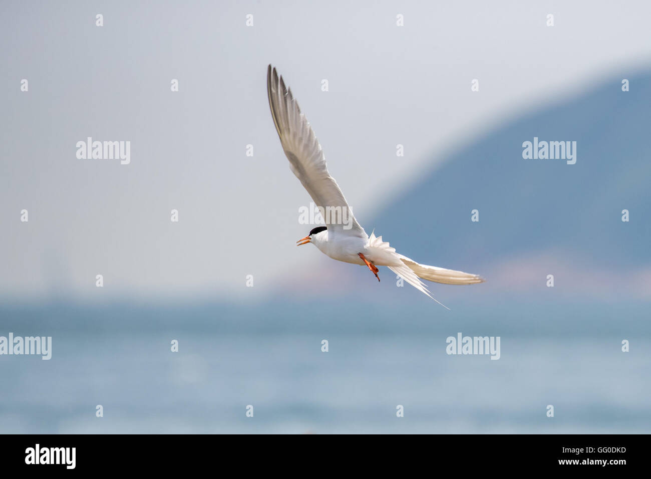 Bird in flight - Roseate Tern Stock Photo - Alamy