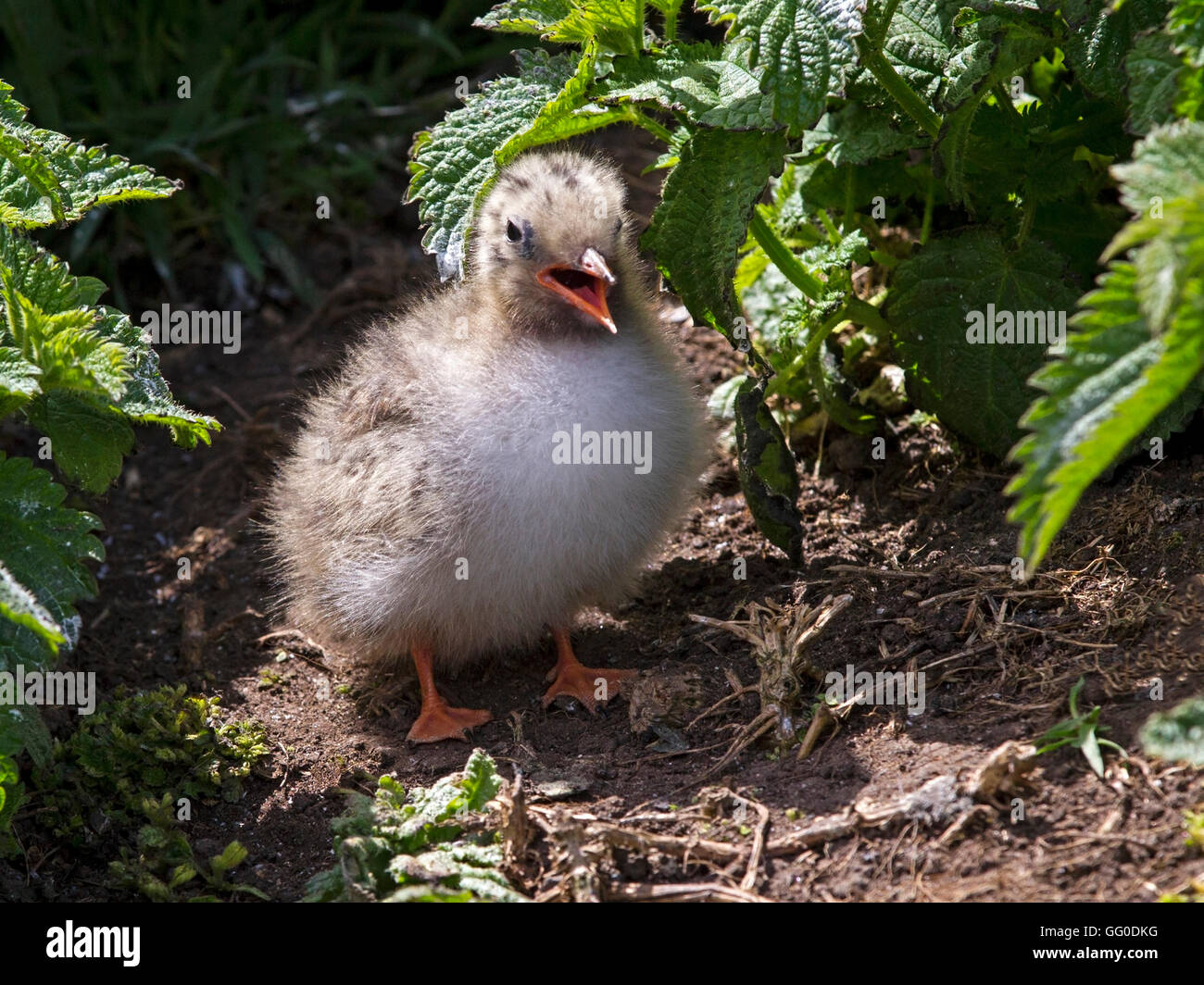 Arctic tern chick standing Stock Photo - Alamy