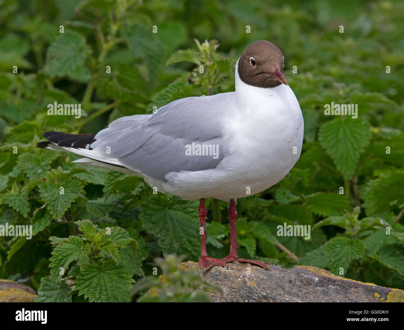 Black headed gull summer plumage hi-res stock photography and images ...