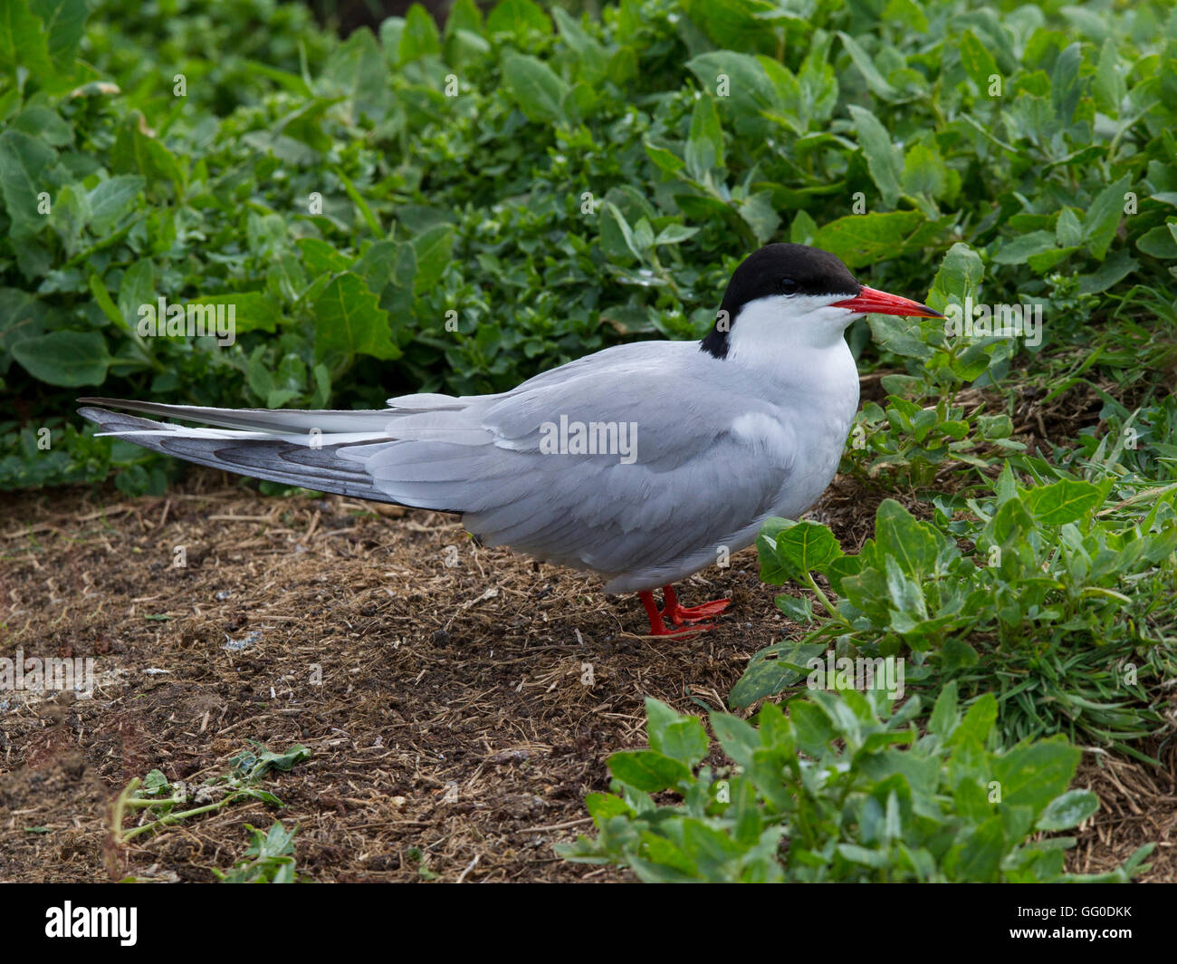 Common tern standing Stock Photo - Alamy