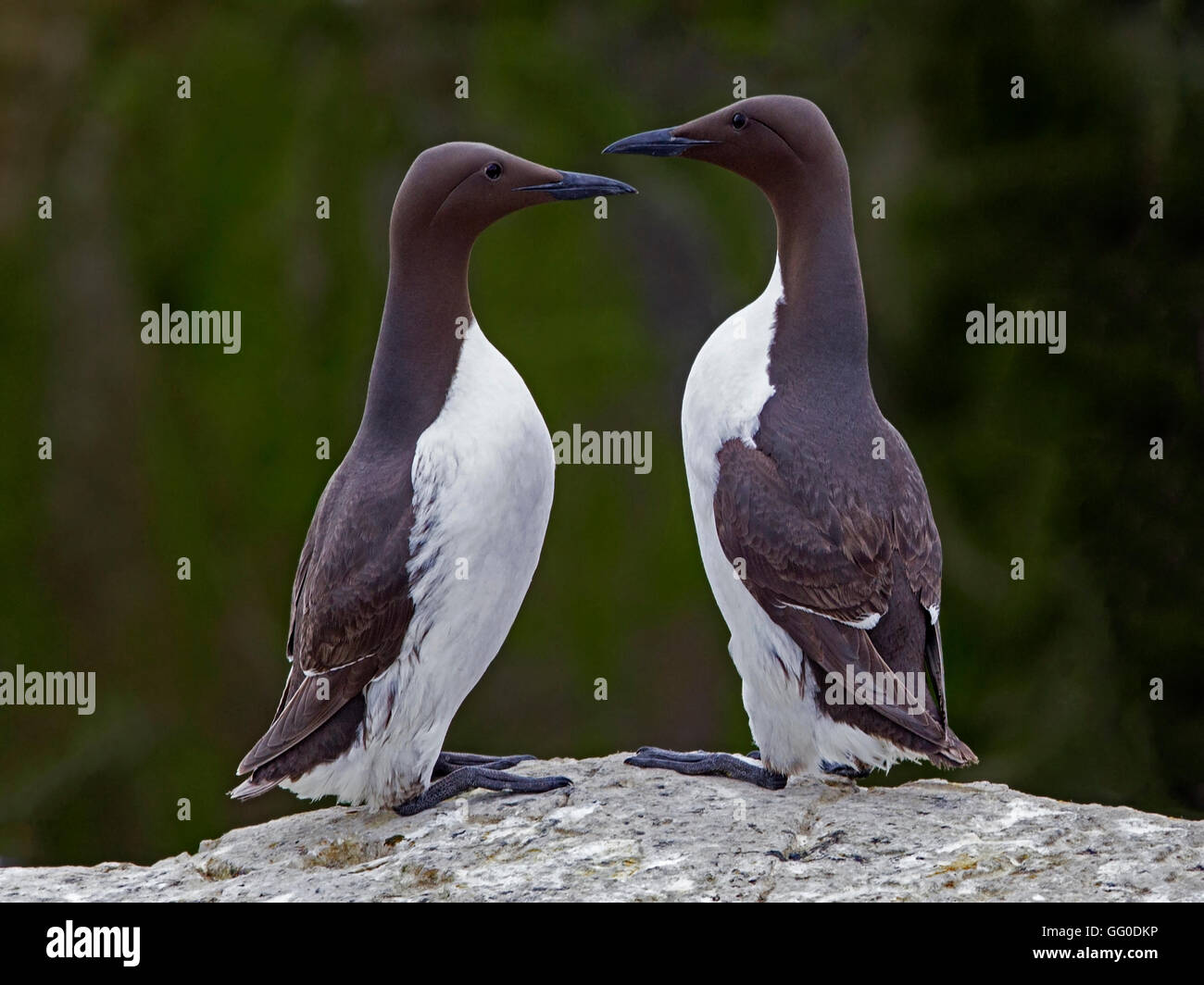 Common guillemots hi-res stock photography and images - Alamy