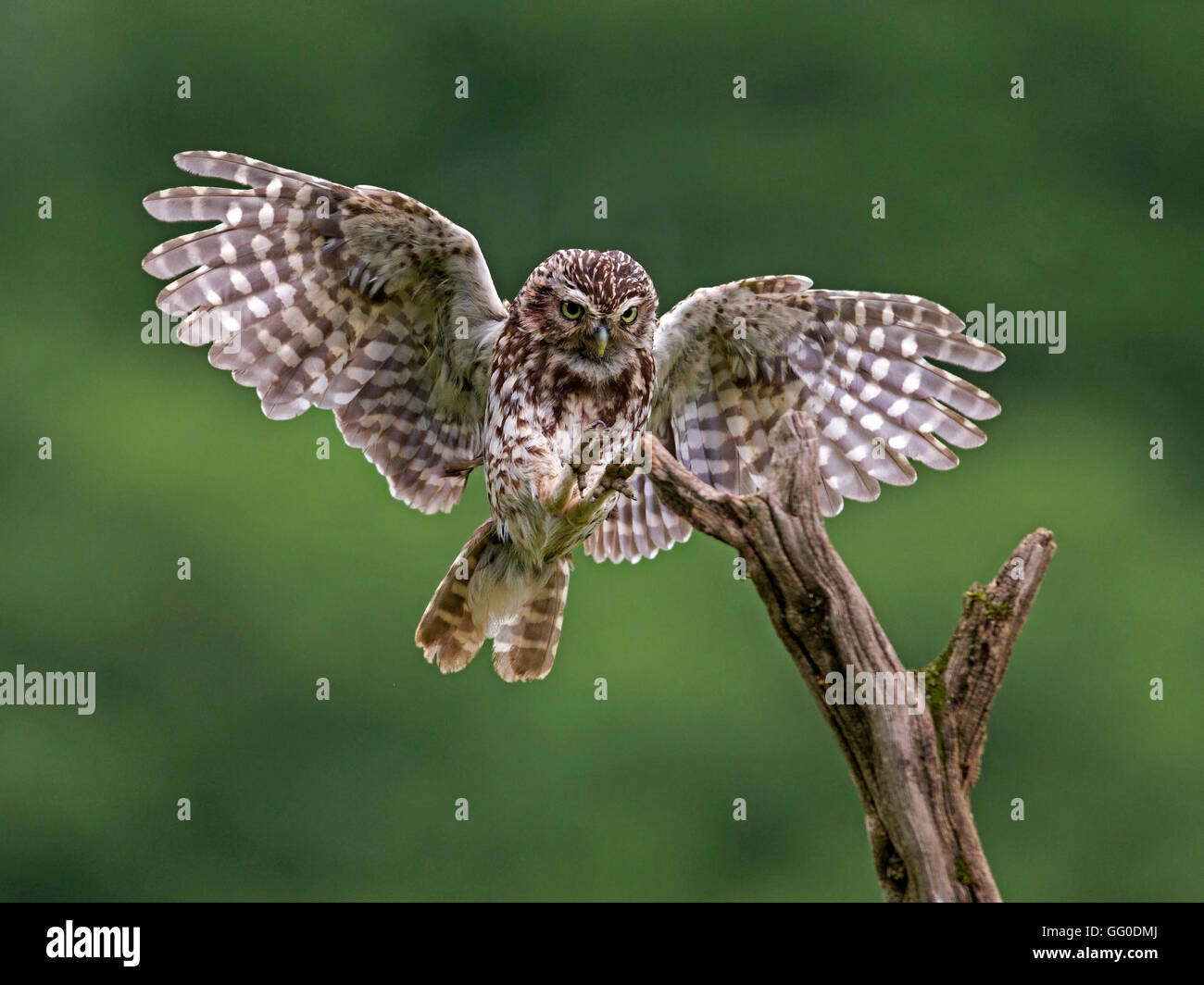 Owl Wings Spread