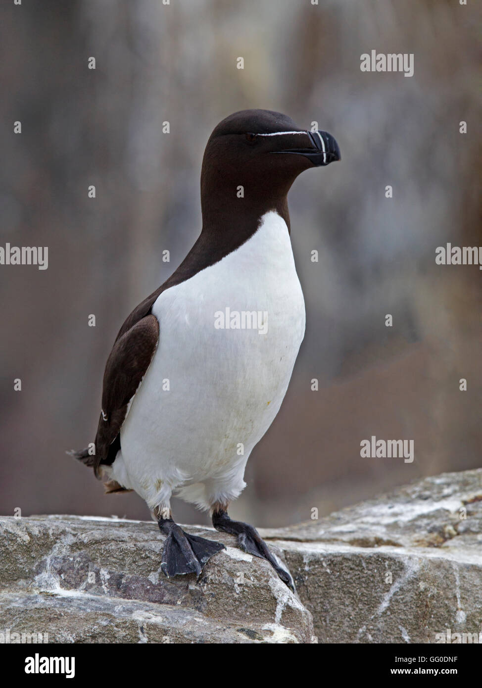 Razorbill hi-res stock photography and images - Alamy