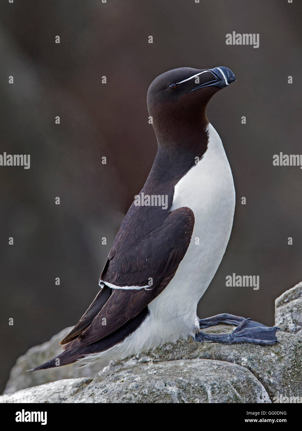 Razorbill beak hi-res stock photography and images - Alamy