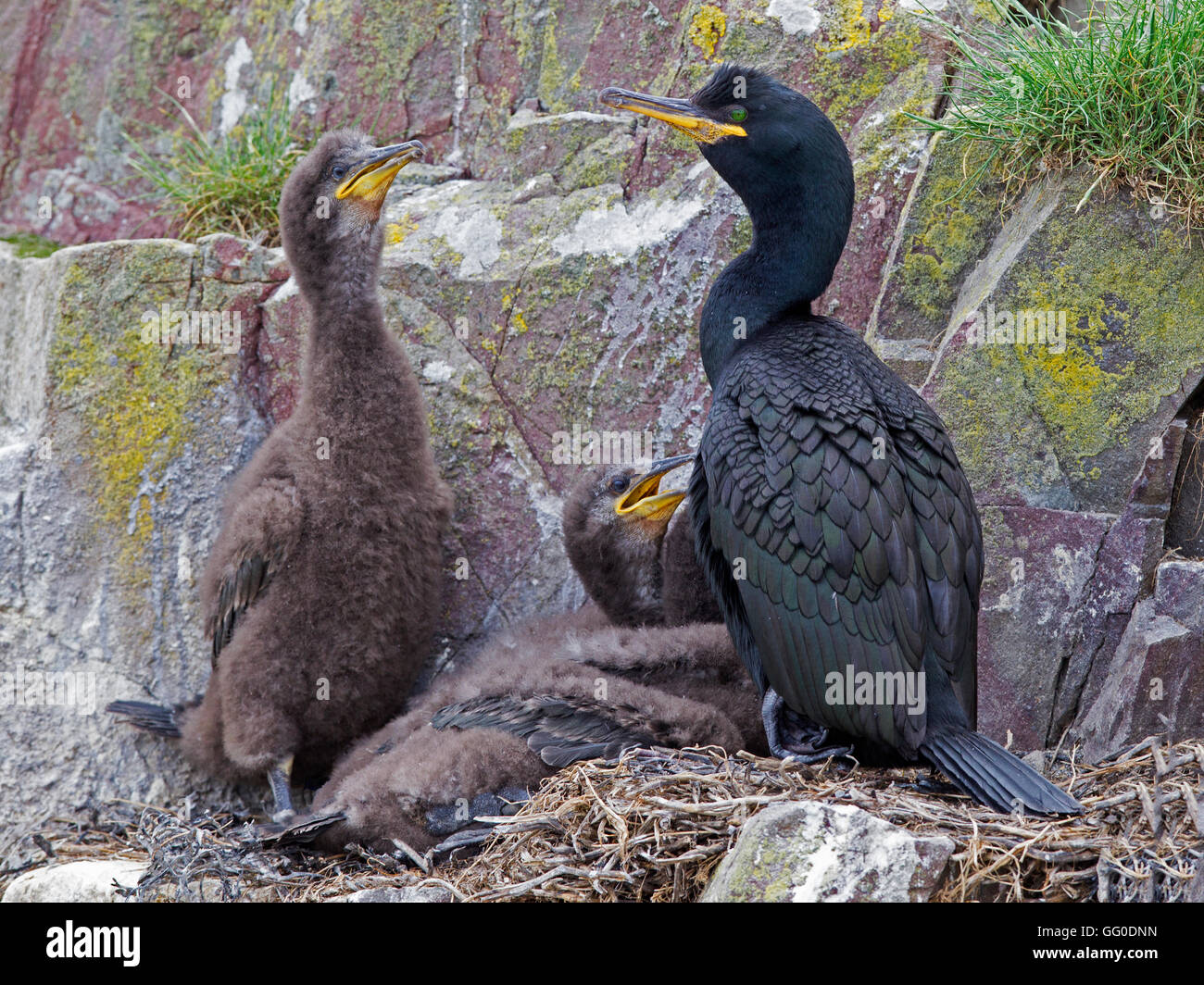 European shag on nest with chicks Stock Photo - Alamy