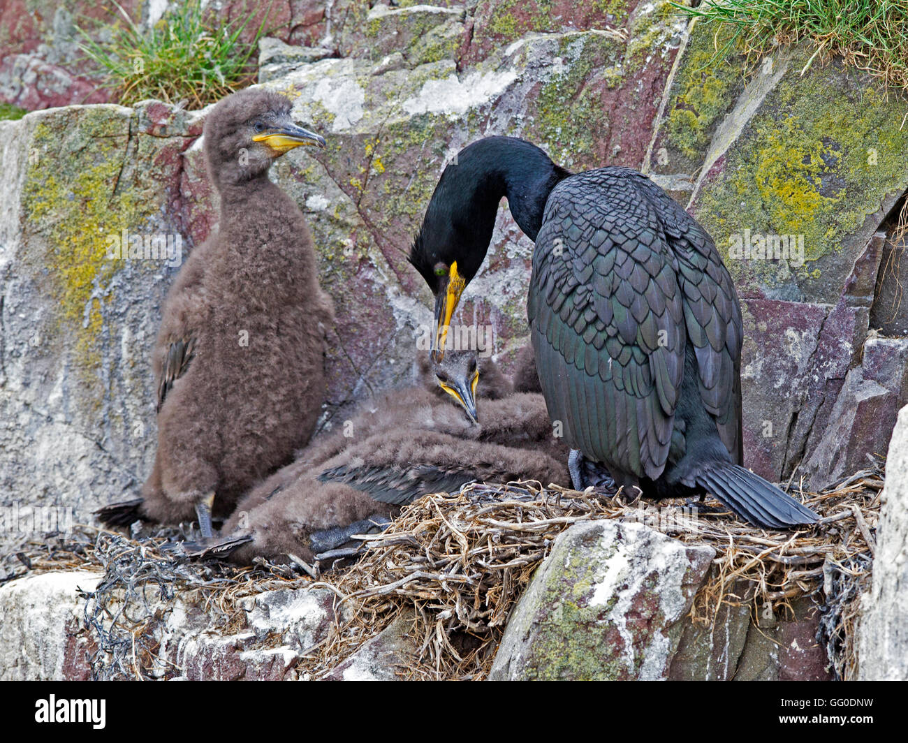 European shag on nest with chicks Stock Photo - Alamy