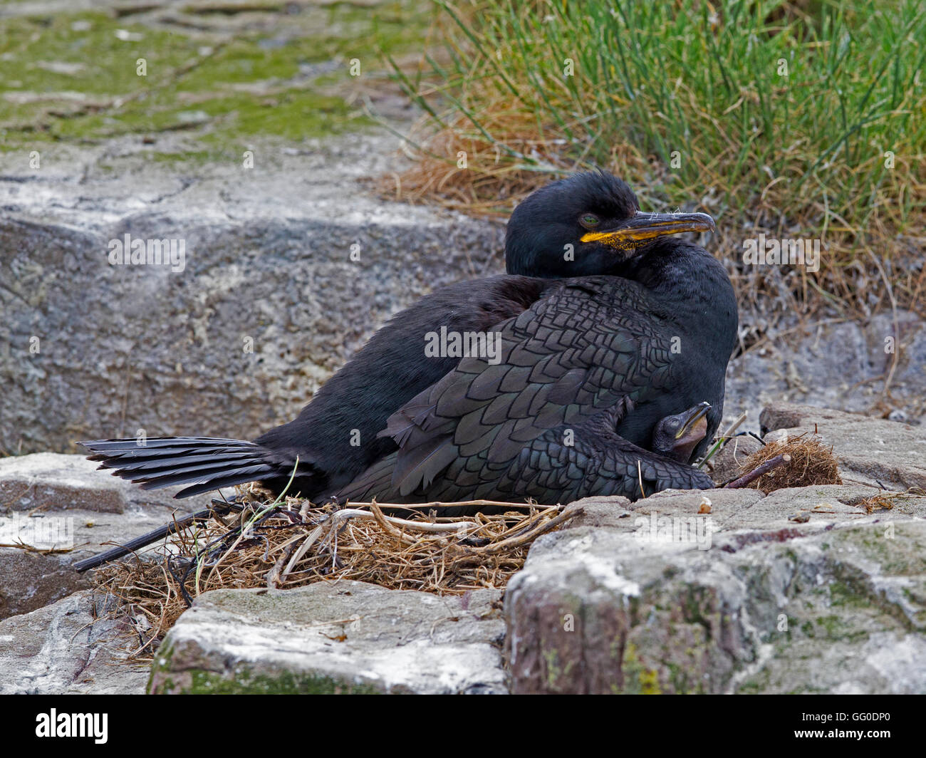 European shag on nest with young chick Stock Photo - Alamy