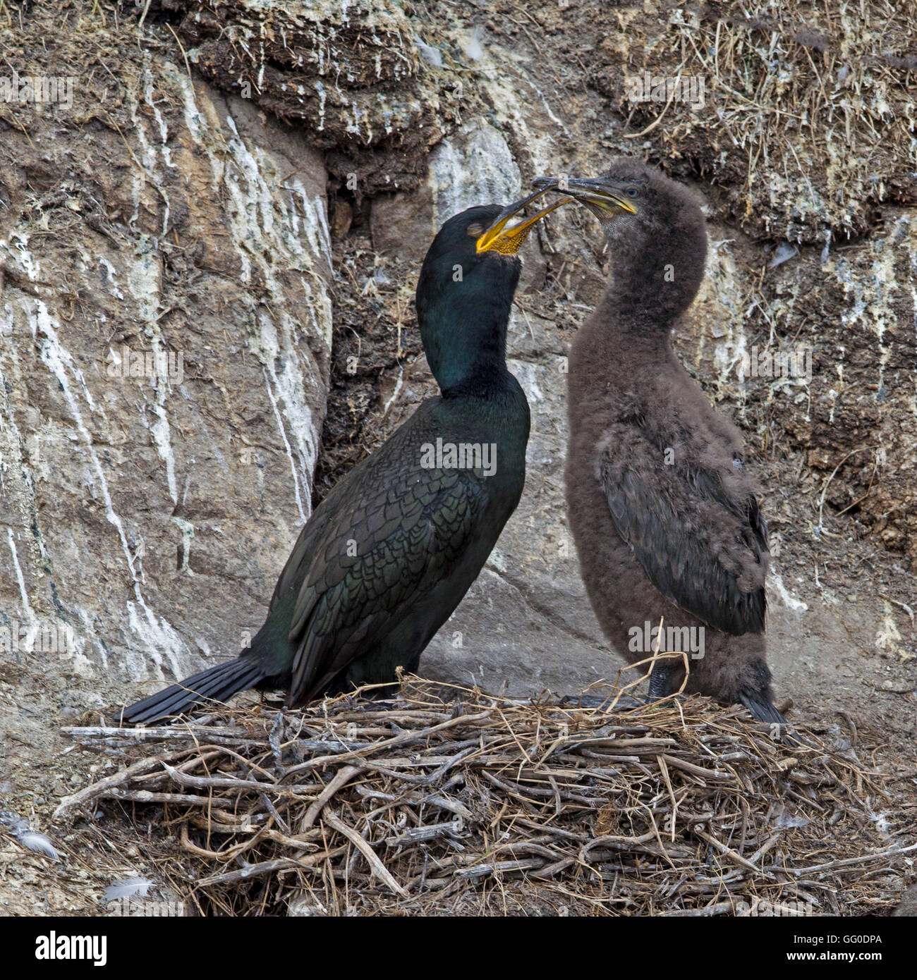 European shag on nest with chick Stock Photo - Alamy