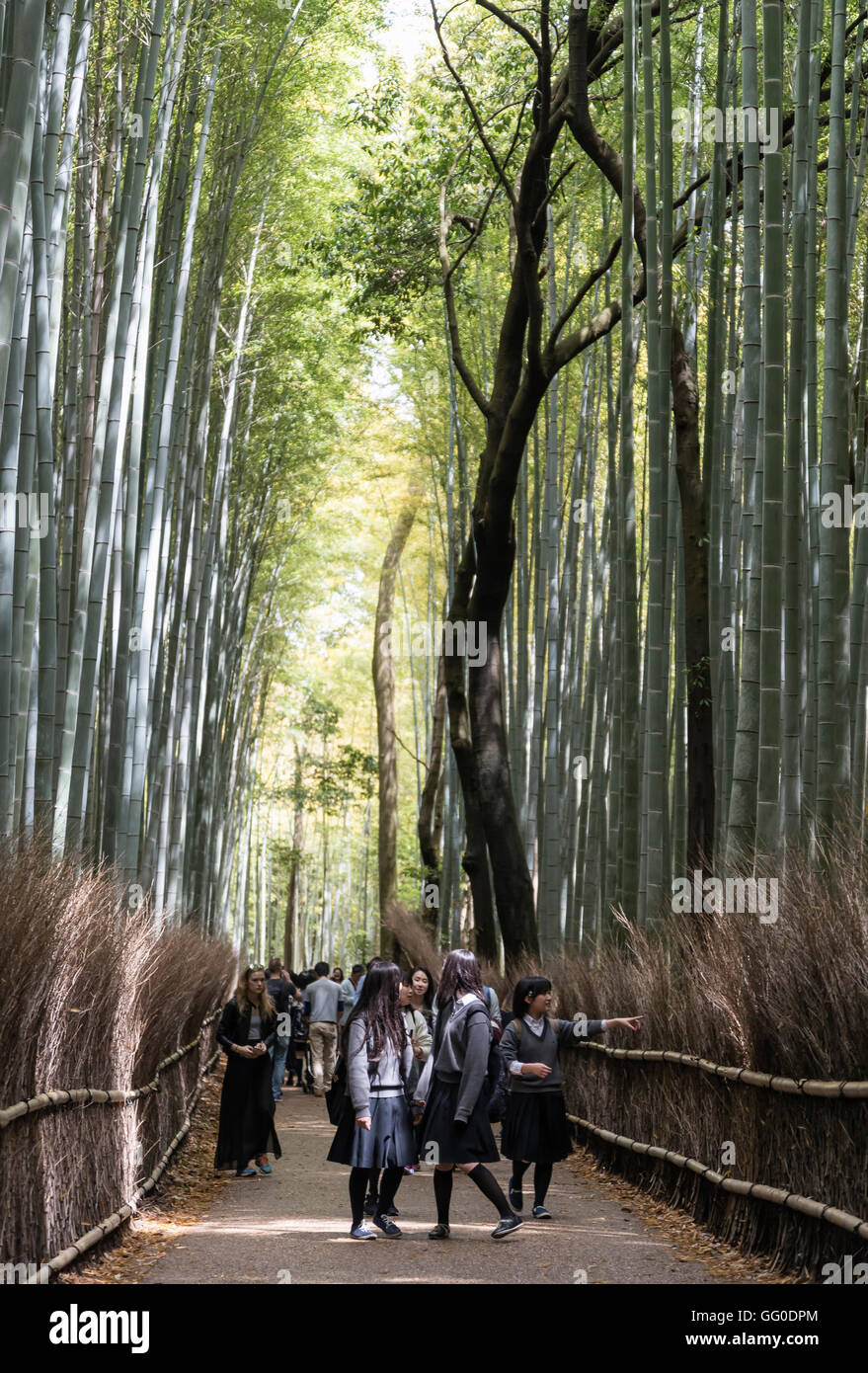 Arashiyama Bamboo Grove, Kyoto, Japan Stock Photo - Alamy