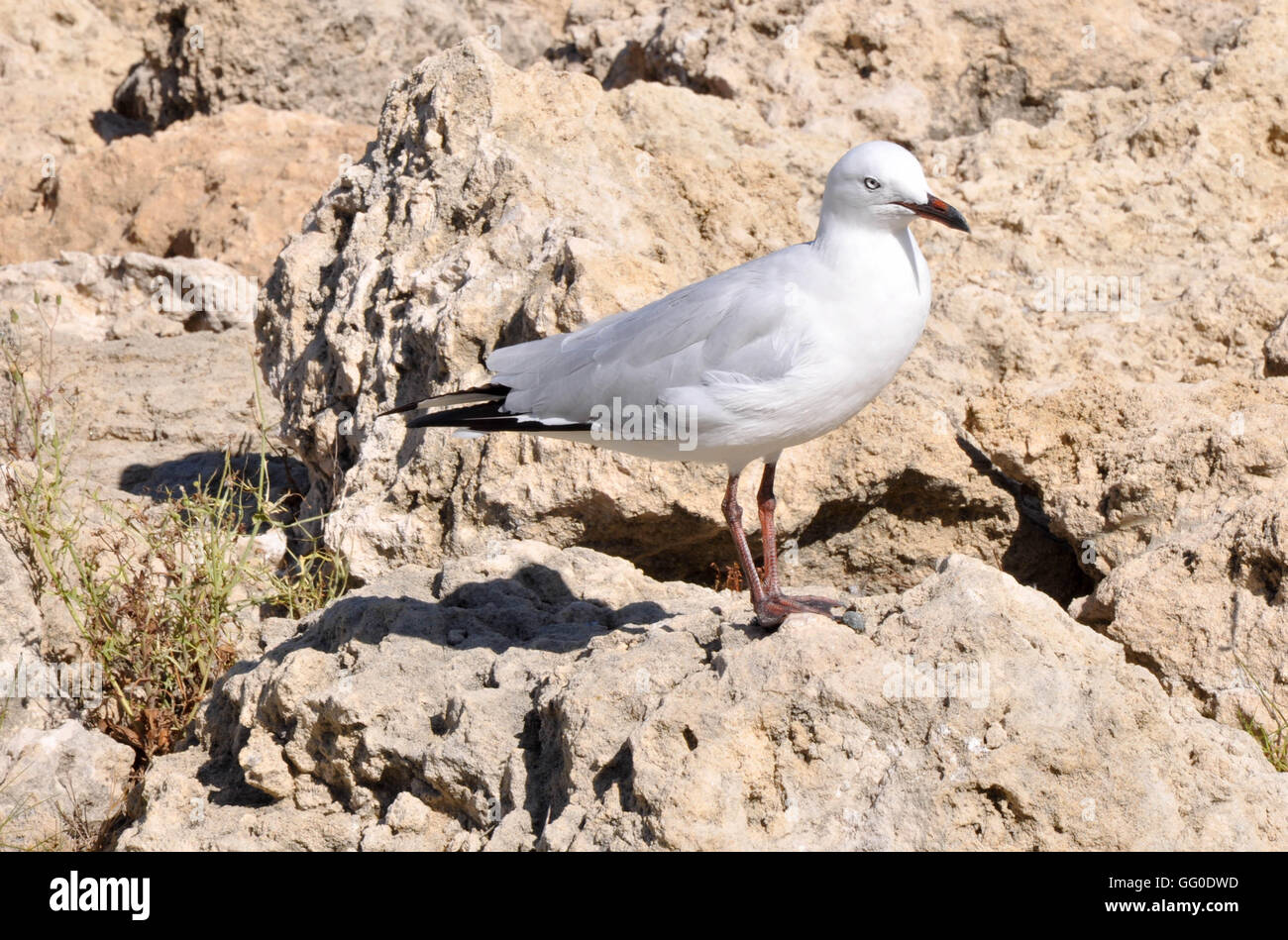Coastal limestone habitat hi-res stock photography and images - Alamy
