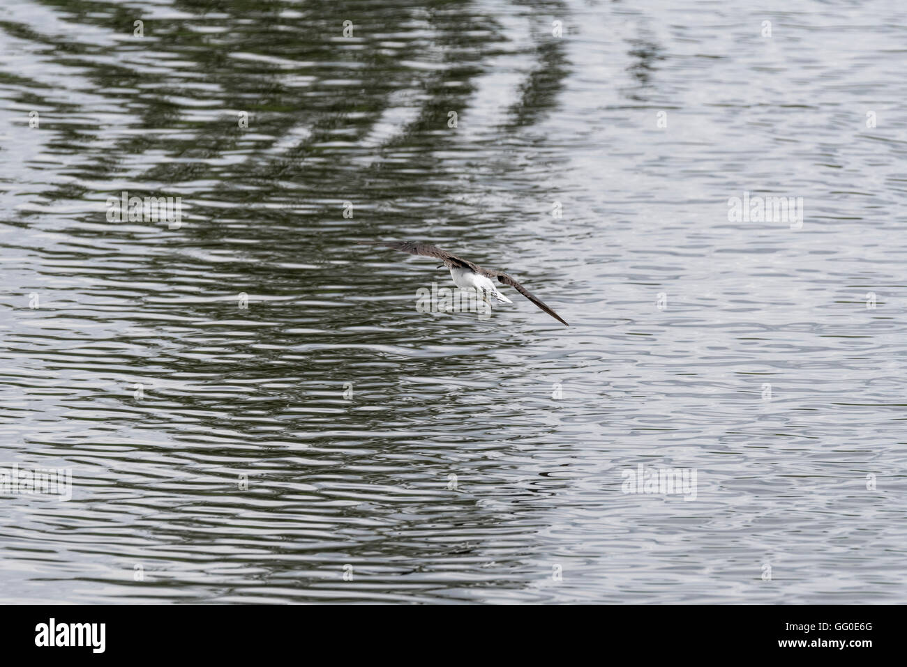 A flying Green Sandpiper Stock Photo - Alamy