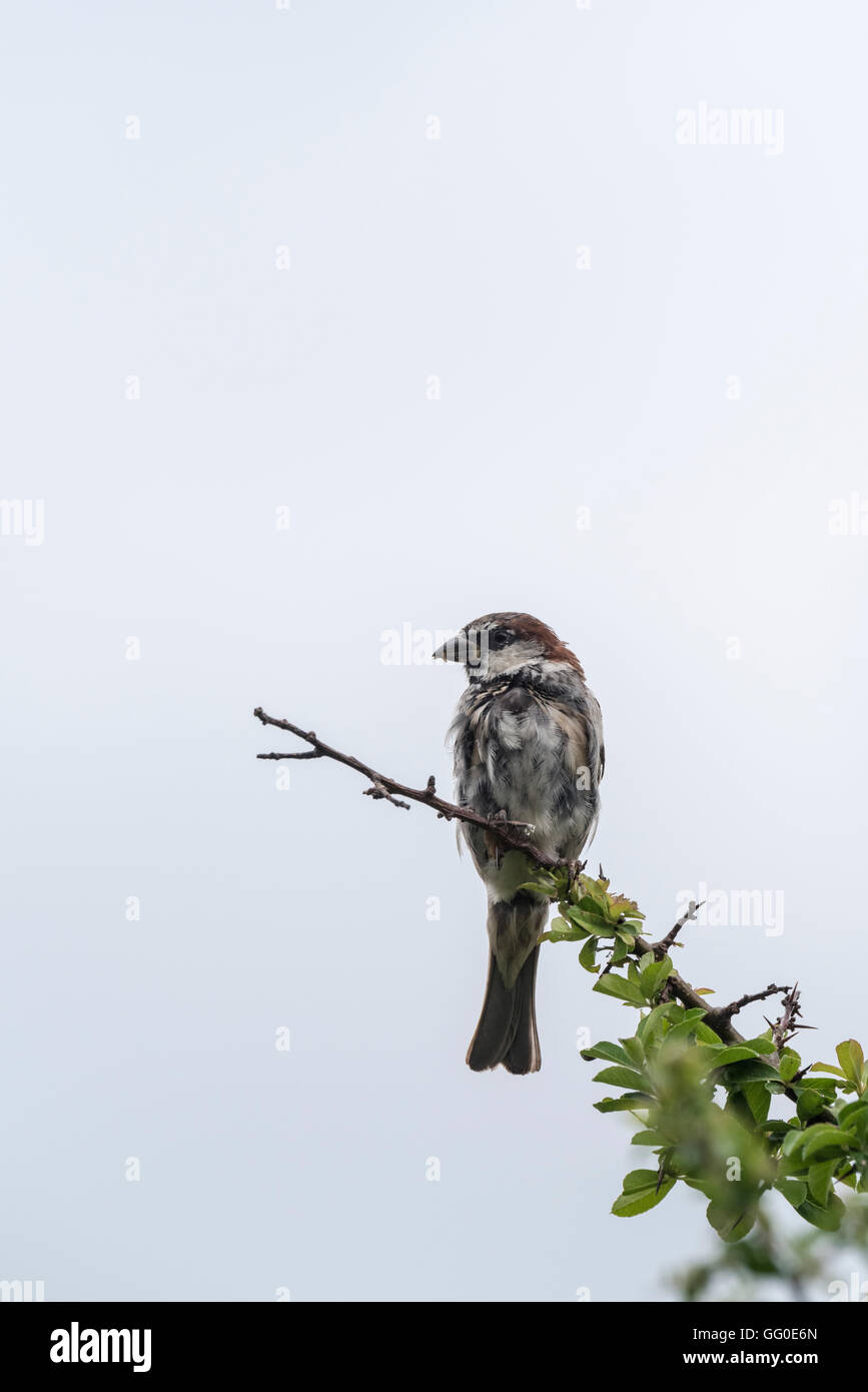 Mottling hi-res stock photography and images - Alamy