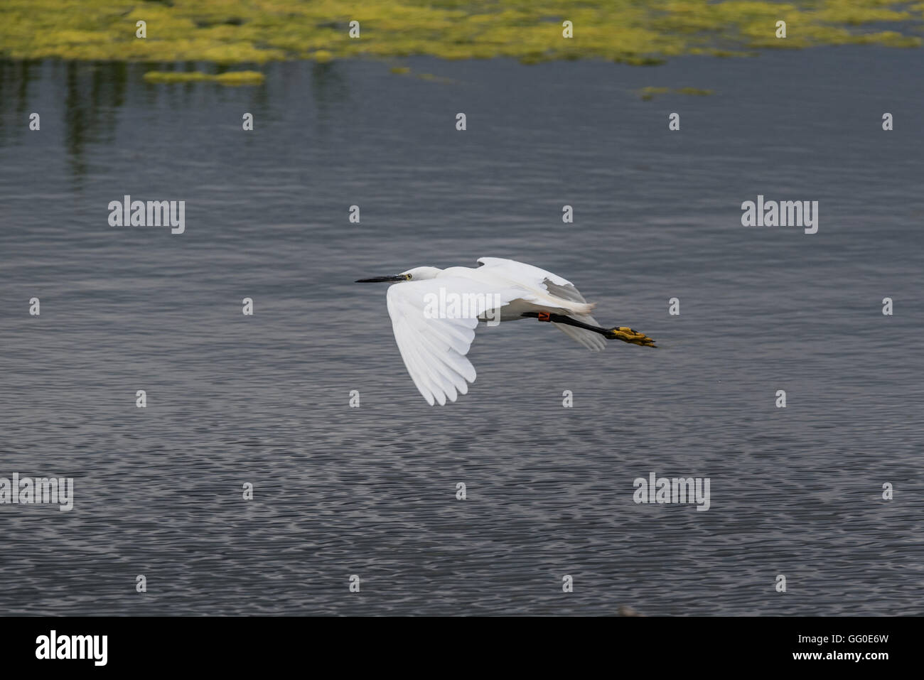 A ringed Little Egret flying over water Stock Photo - Alamy