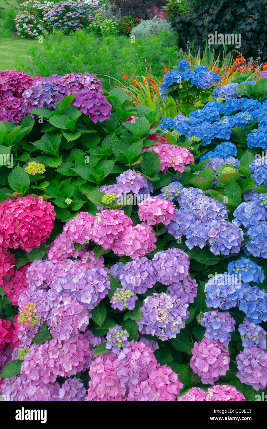 Hydrangeas in border in cottage garden Stock Photo - Alamy