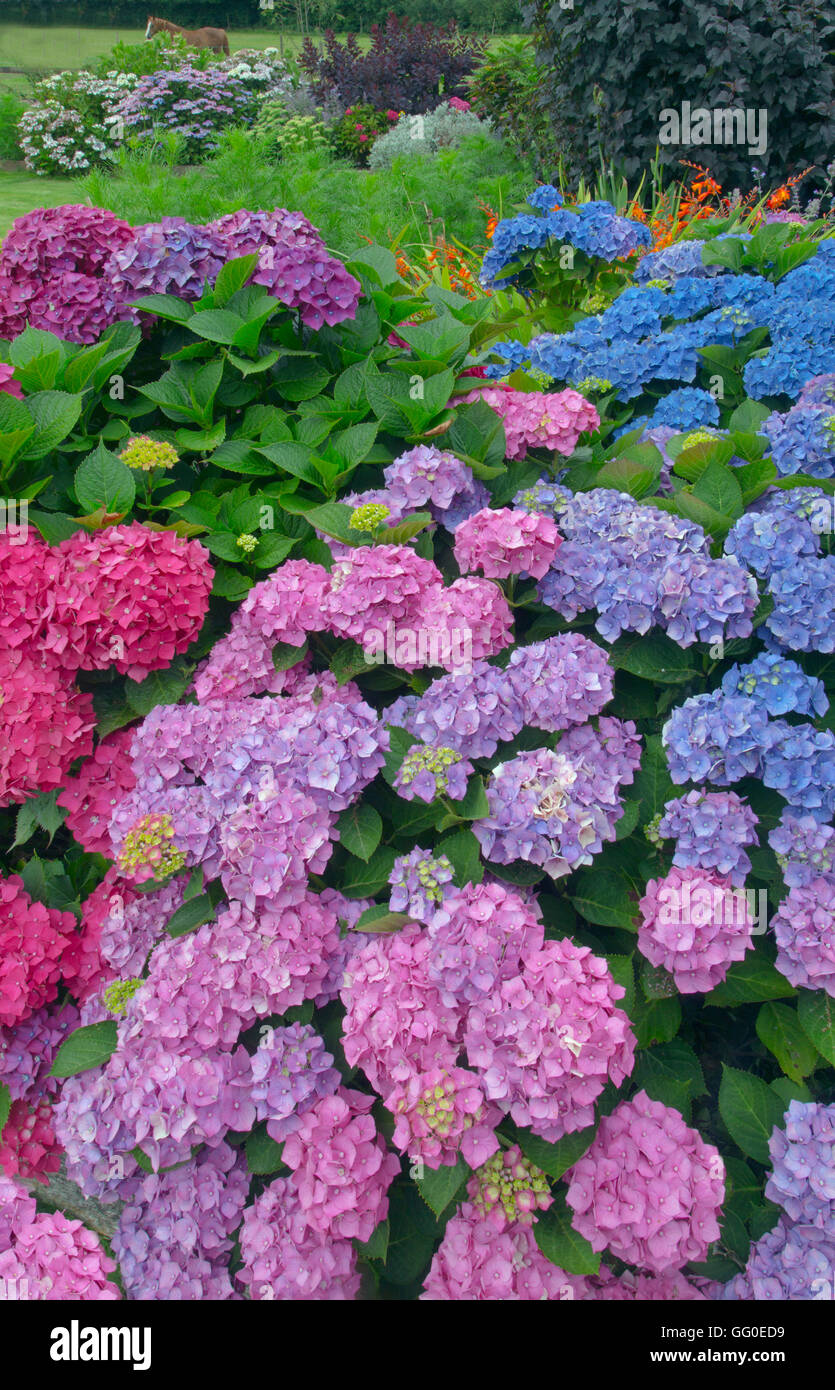 Hydrangeas in border in cottage garden Stock Photo - Alamy