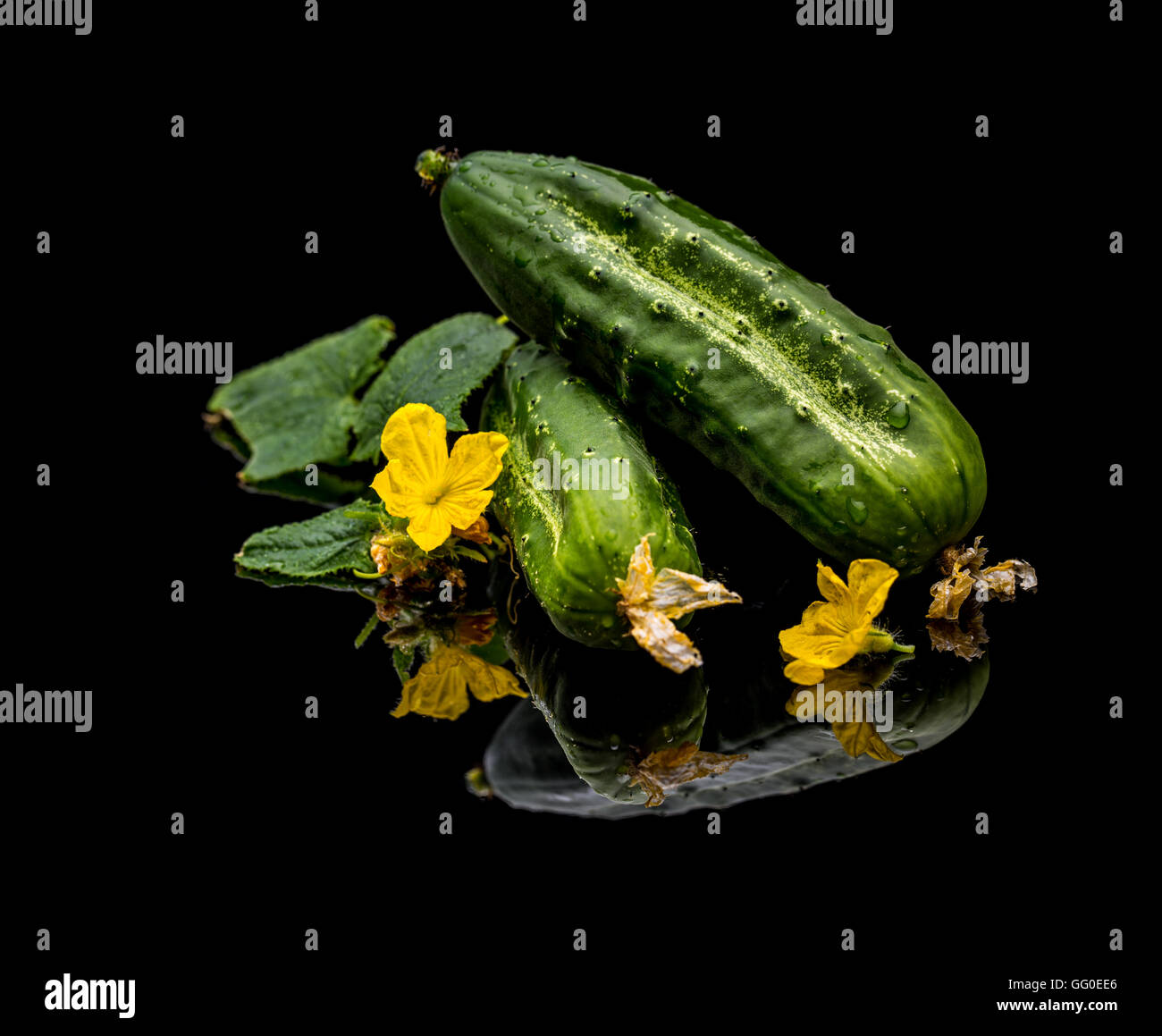 Freshly picked cucumbers with flower and leaf on black background Stock ...