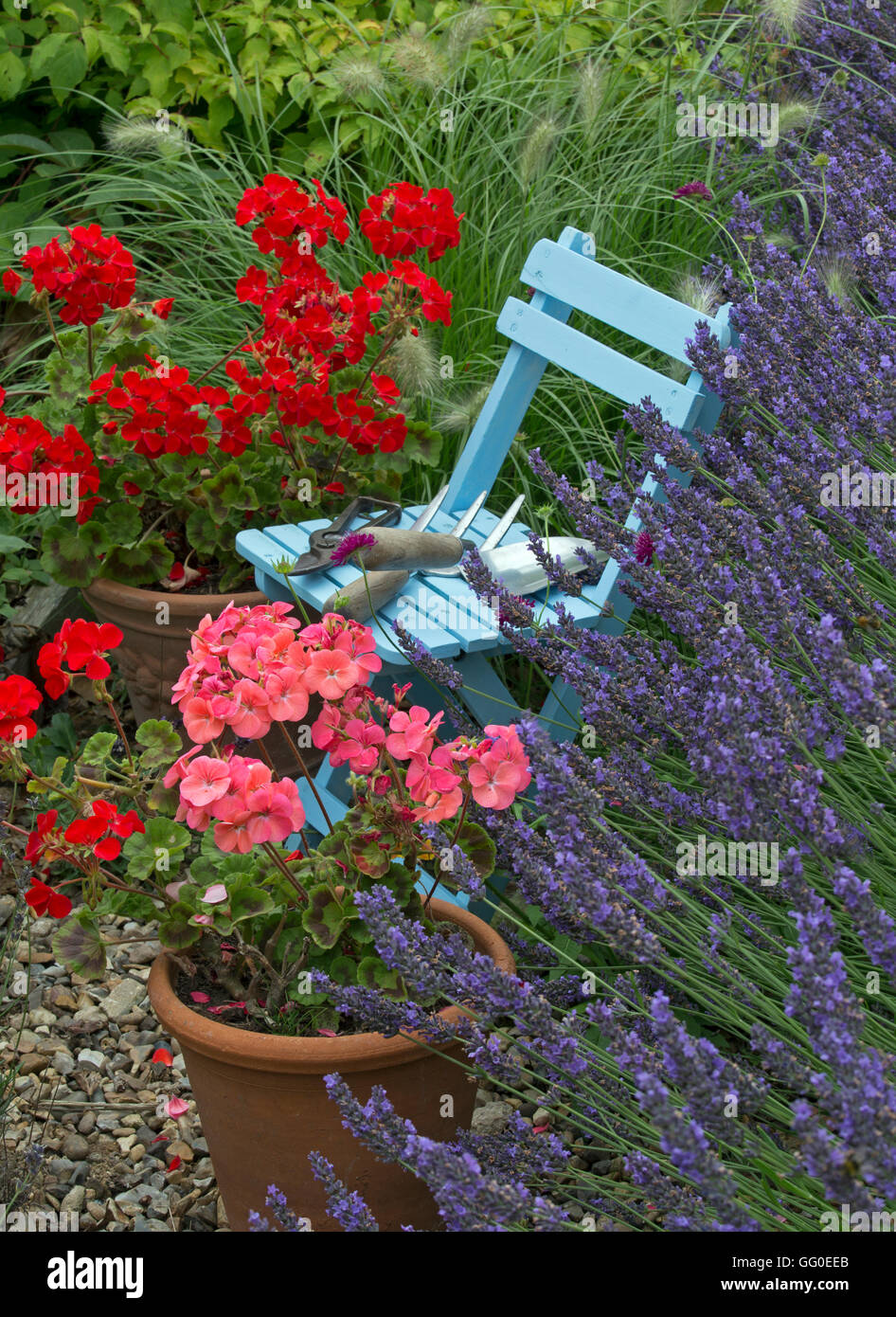 Lavender border Hidcote variety and potted Geraniums with blue chair in ...