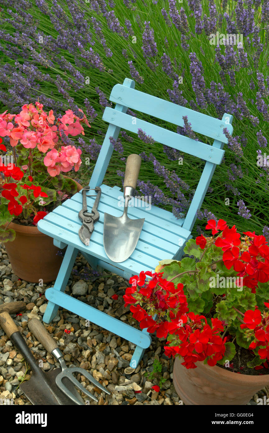 Lavender border Hidcote variety and potted Geraniums with blue chair in ...