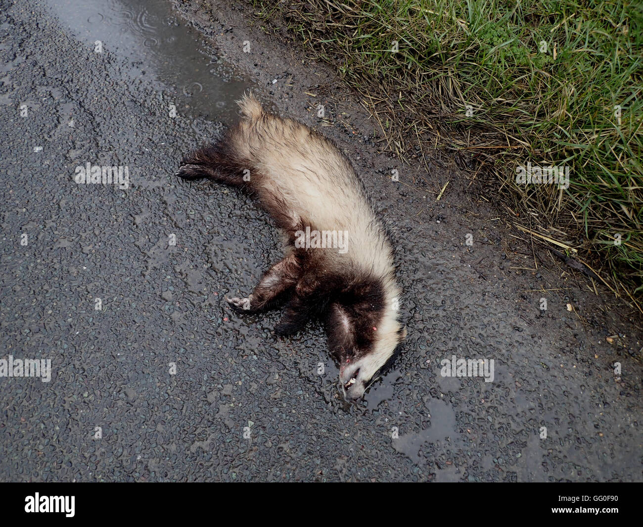 Wet, dead European badger (Meles meles) at the side of a tarmacked road ...